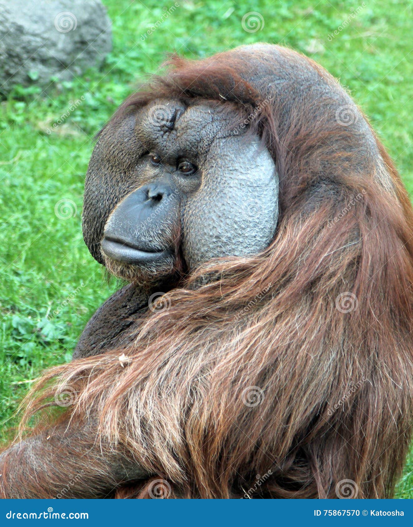 Male Bornean Orangutan With Orange Reddish Long Hair, Big Wang Lobes In ...