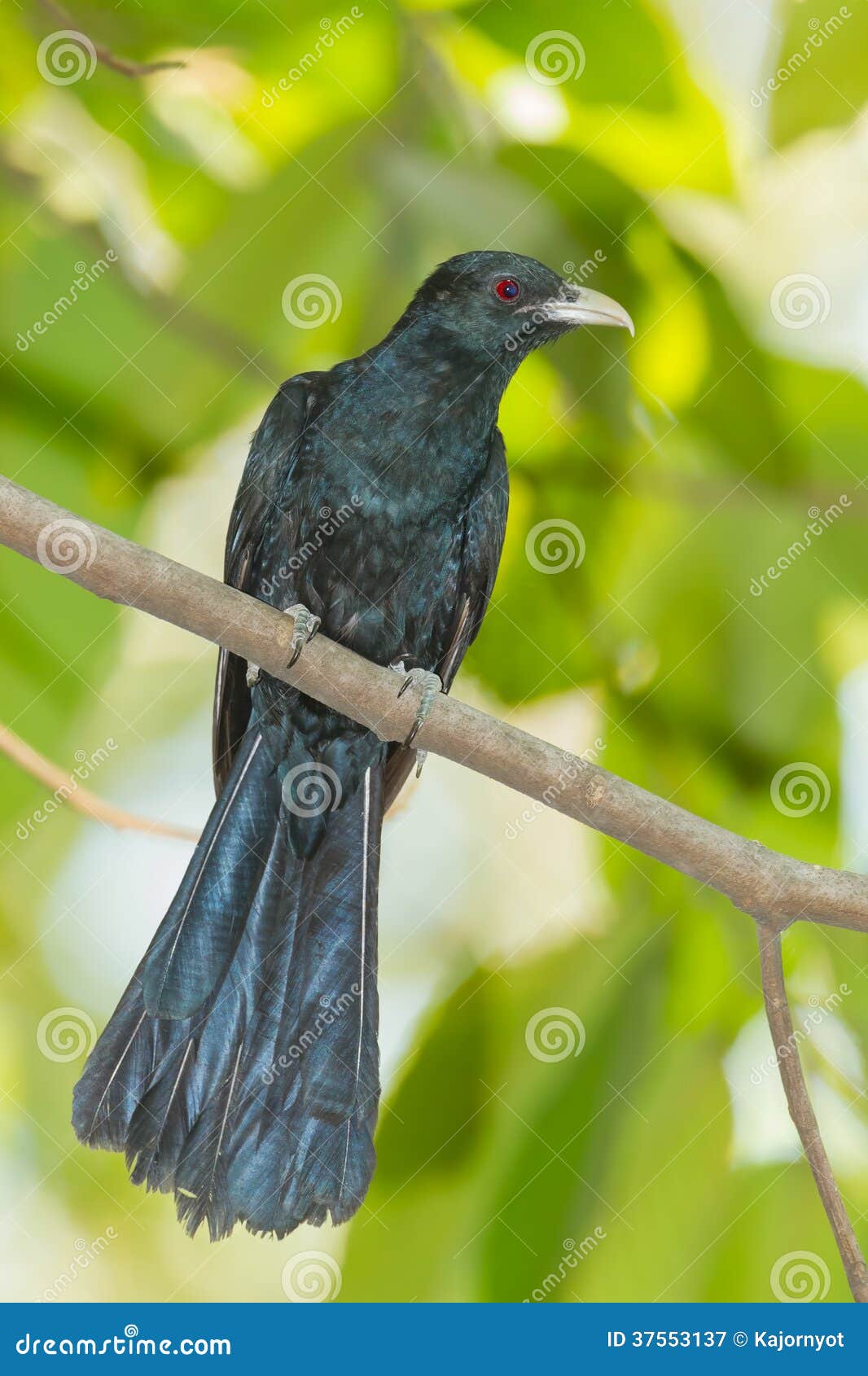 The Portrait of Male Common Koel Stock Image - Image of scolopacea ...