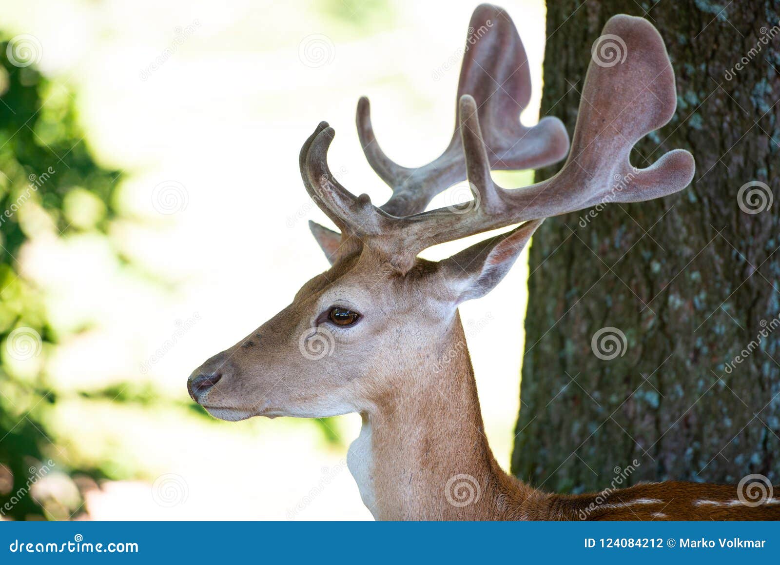 Portrait of male deer stock photo. Image of animal, fawn - 124084212