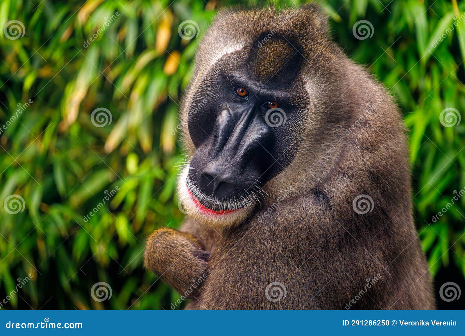 Portrait of Male Drill Monkey Stock Photo - Image of portrait, looking ...