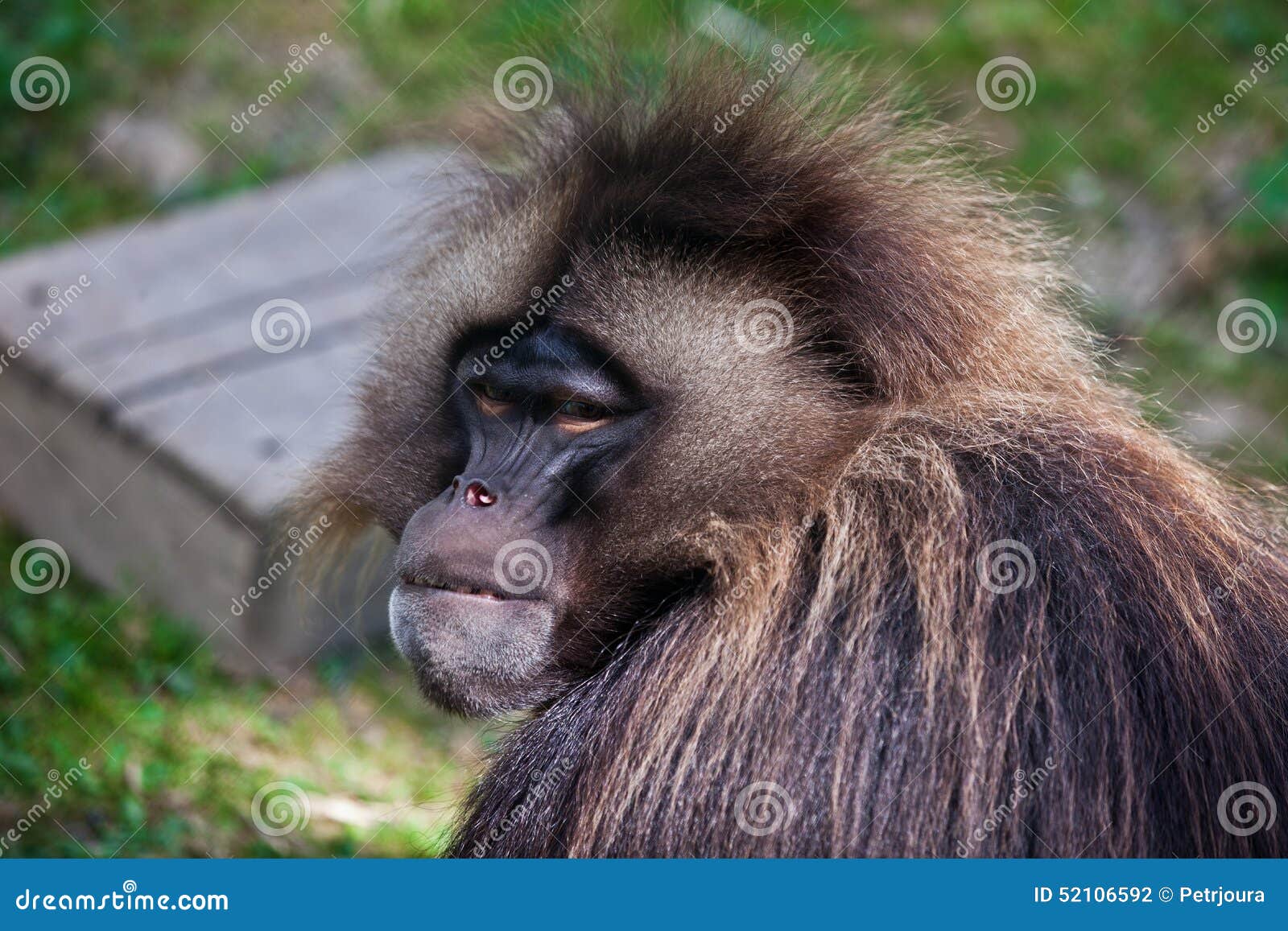 Portrait of a Male Gelada Baboon Stock Photo - Image of animal ...