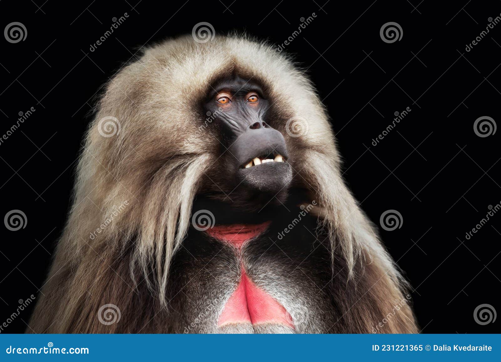 Portrait of Male Gelada Monkey Against Dark Background Stock Image ...
