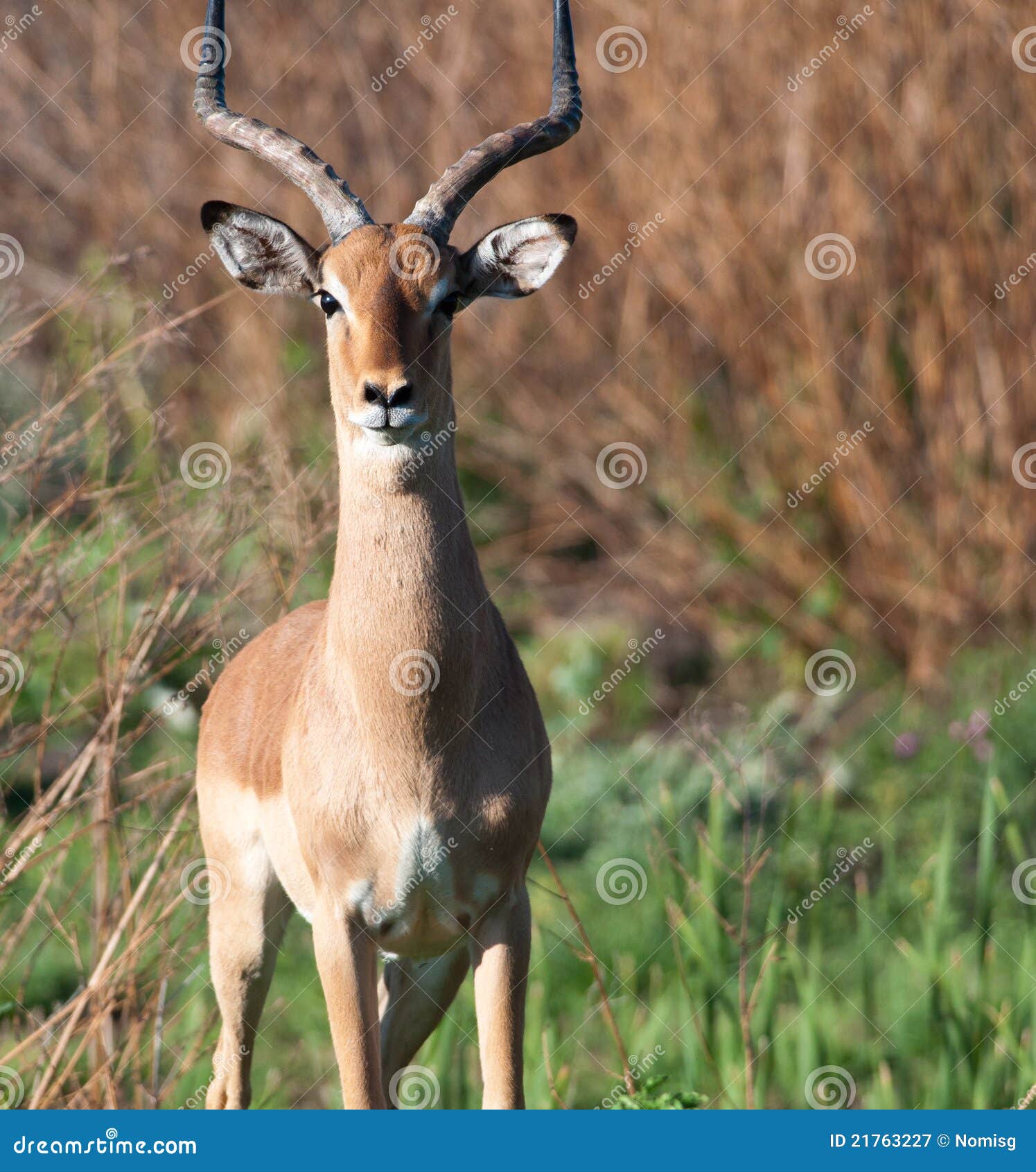 Portrait of male Impala stock image. Image of impala - 21763227