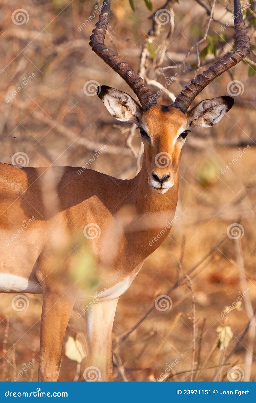Portrait of a Male Impala Antelope Stock Image - Image of east ...