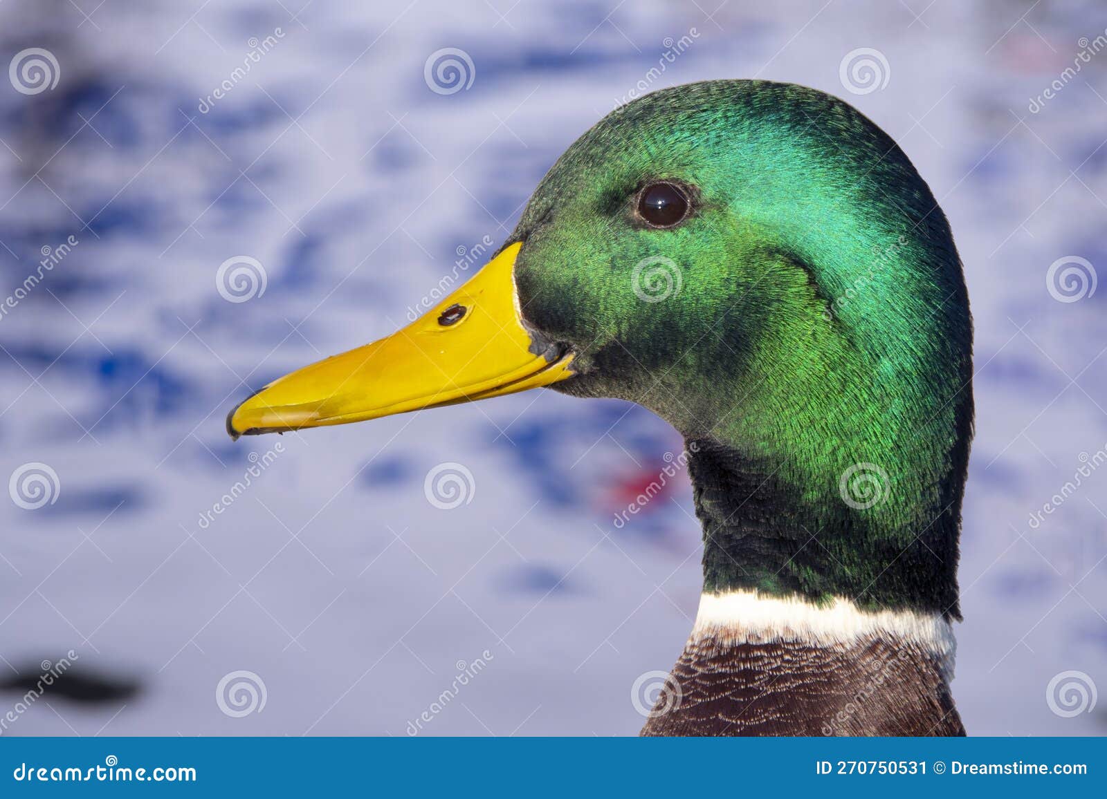 Portrait of Male Mallard Profile on Blurred Background Stock Image ...