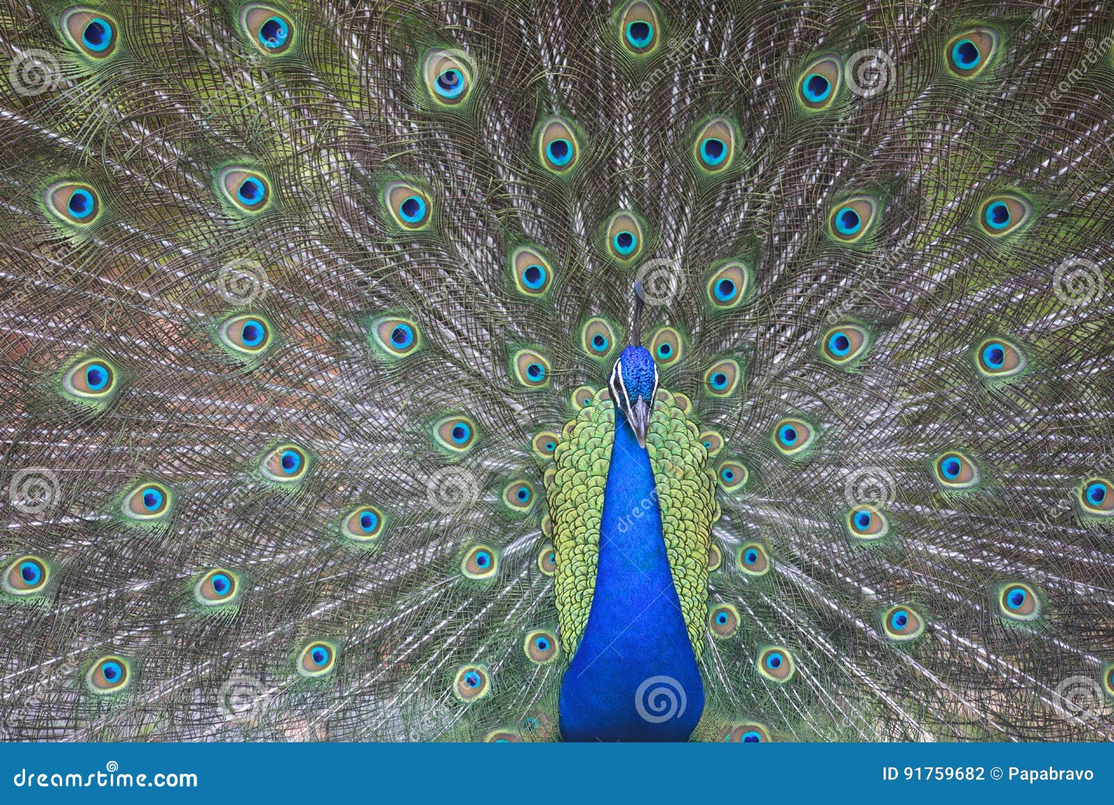 Portrait of male peacock stock photo. Image of tail, bright - 91759682