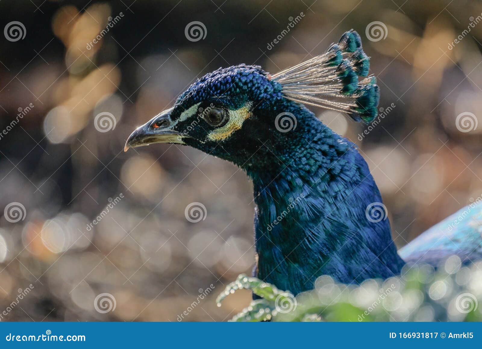 Portrait of a male peacock stock image. Image of cristatus - 166931817