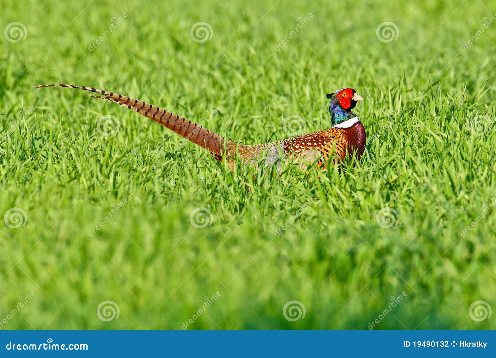 Portrait of a Male Pheasant Stock Photo - Image of vibrant, watch: 19490132