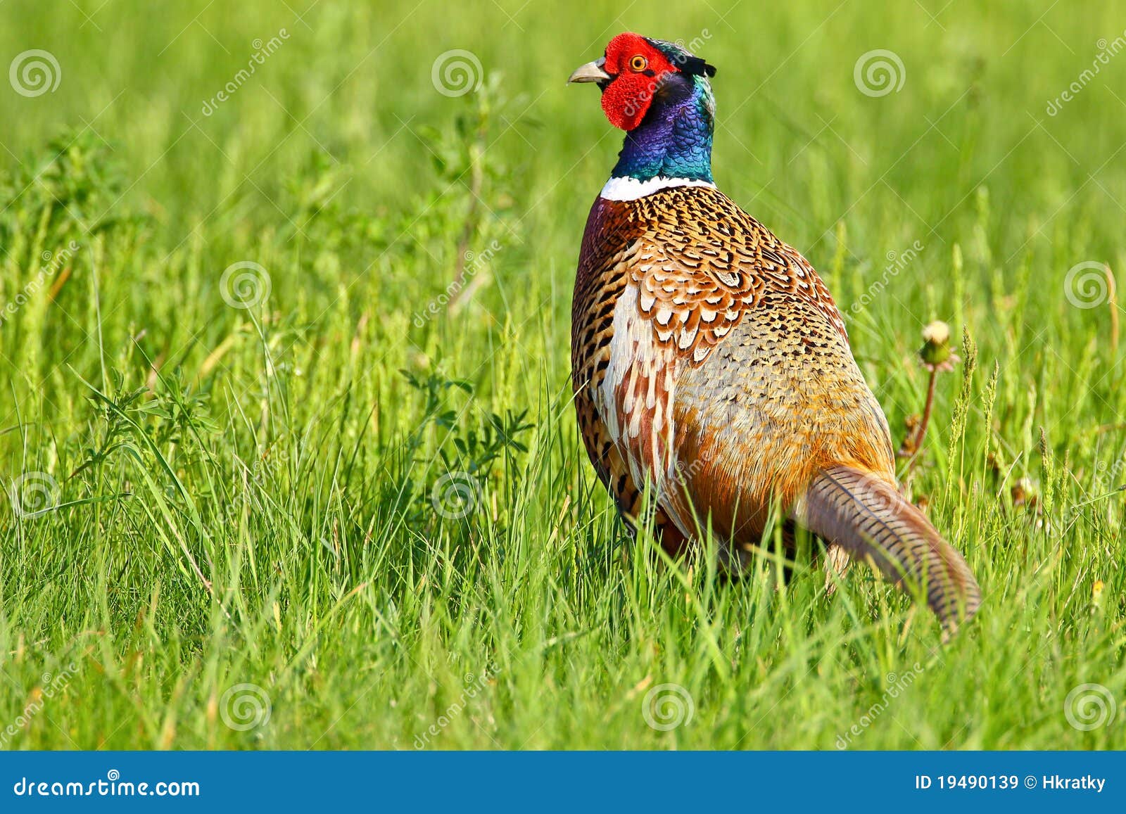 Portrait of a Male Pheasant Stock Image - Image of game, animal: 19490139