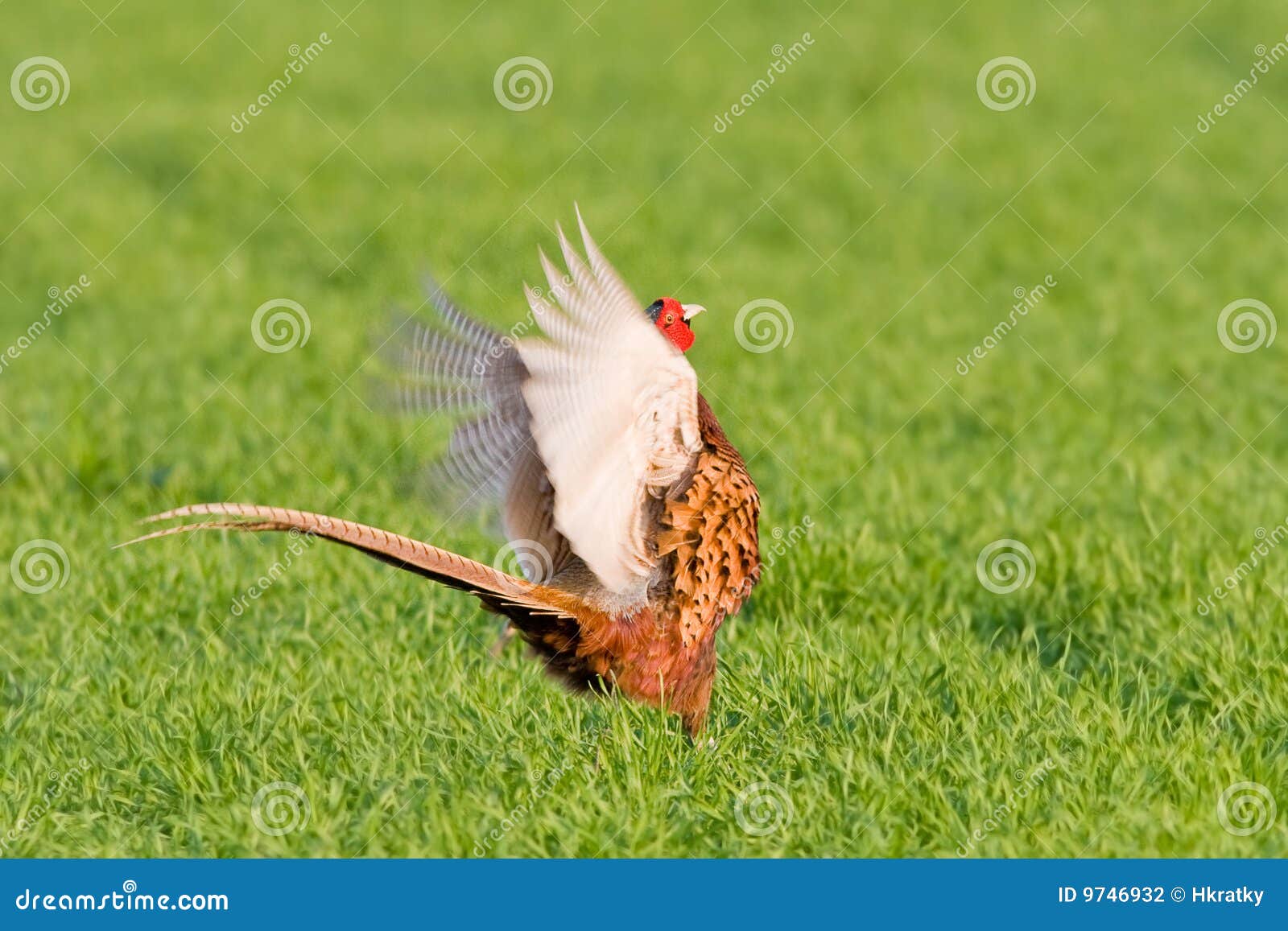 Portrait of a Male Pheasant Stock Photo - Image of alert, tail: 9746932