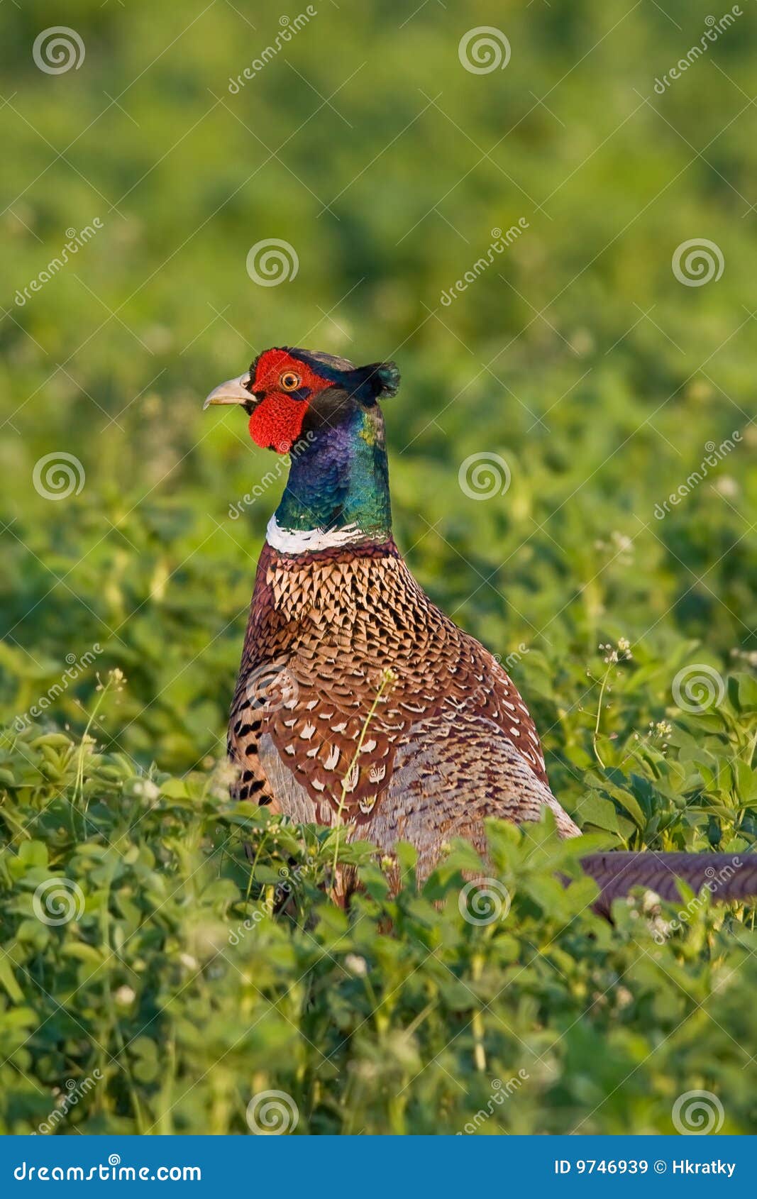 Portrait of a Male Pheasant Stock Image - Image of colorful, alert: 9746939