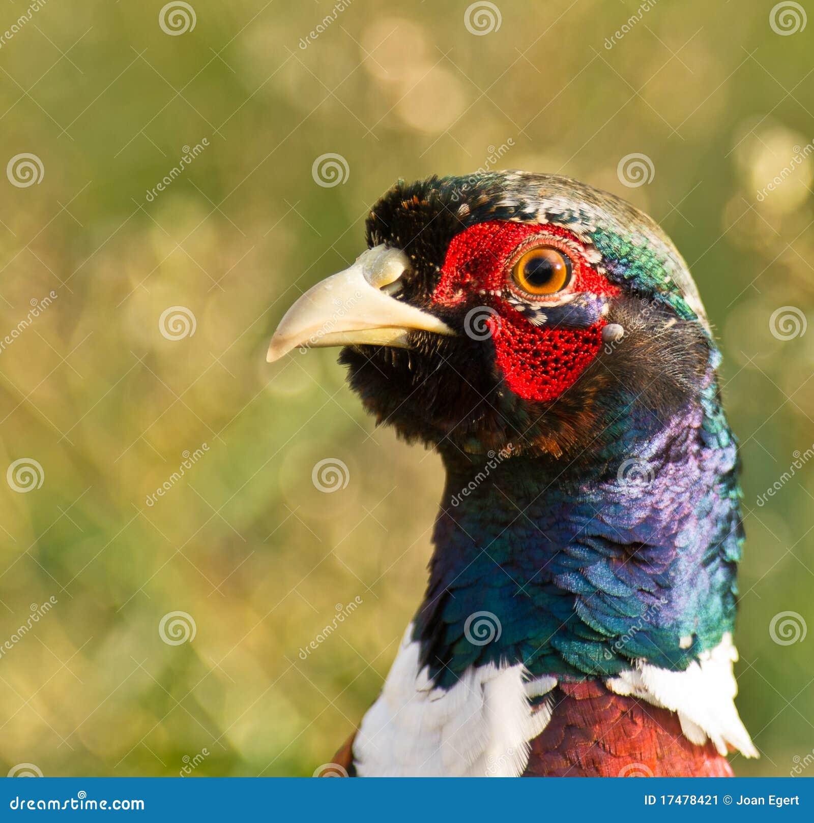 Portrait of a male Phesant stock image. Image of colors - 17478421