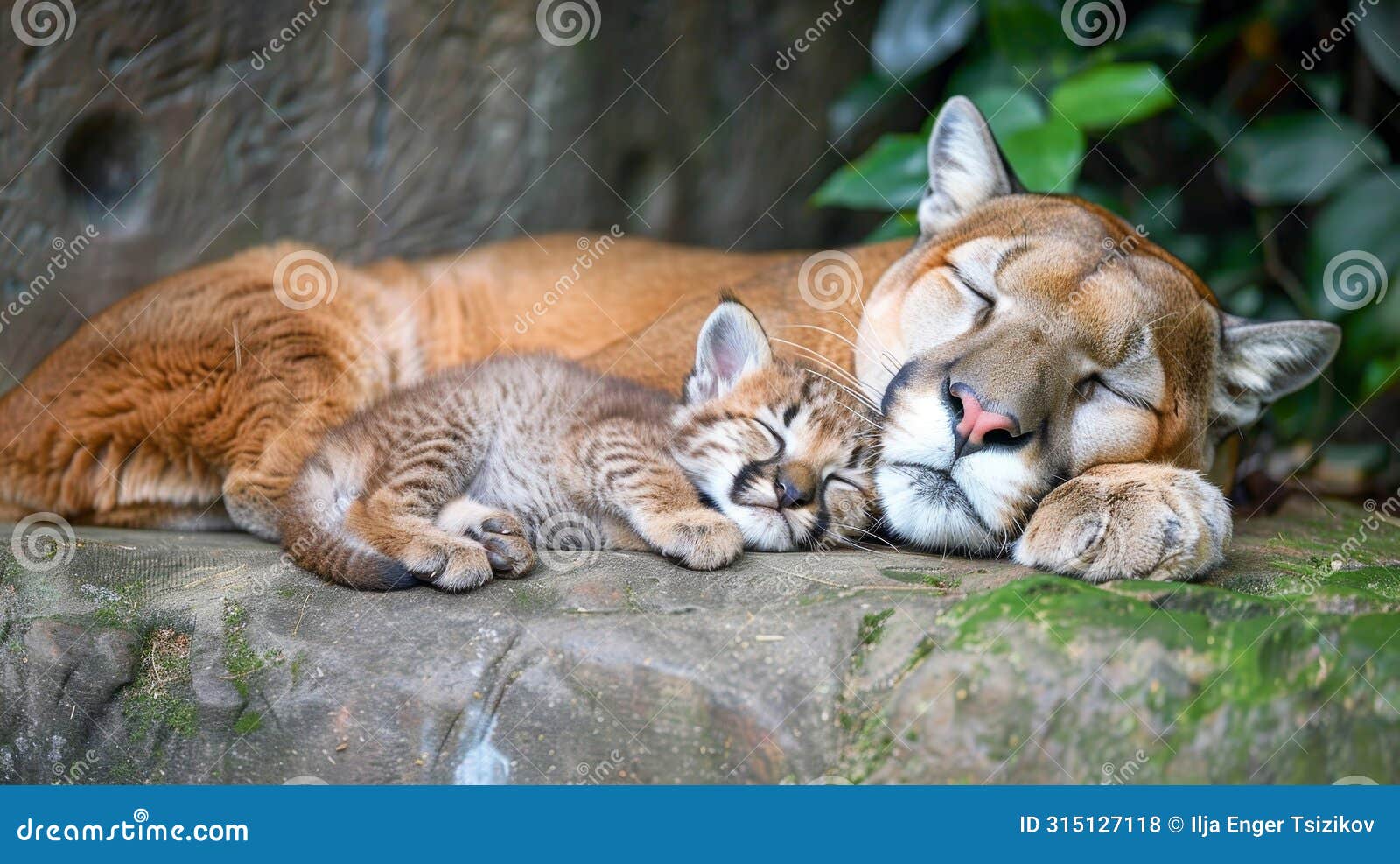 Portrait of Male Puma and Cub with Space for Text, Object on Right Side ...