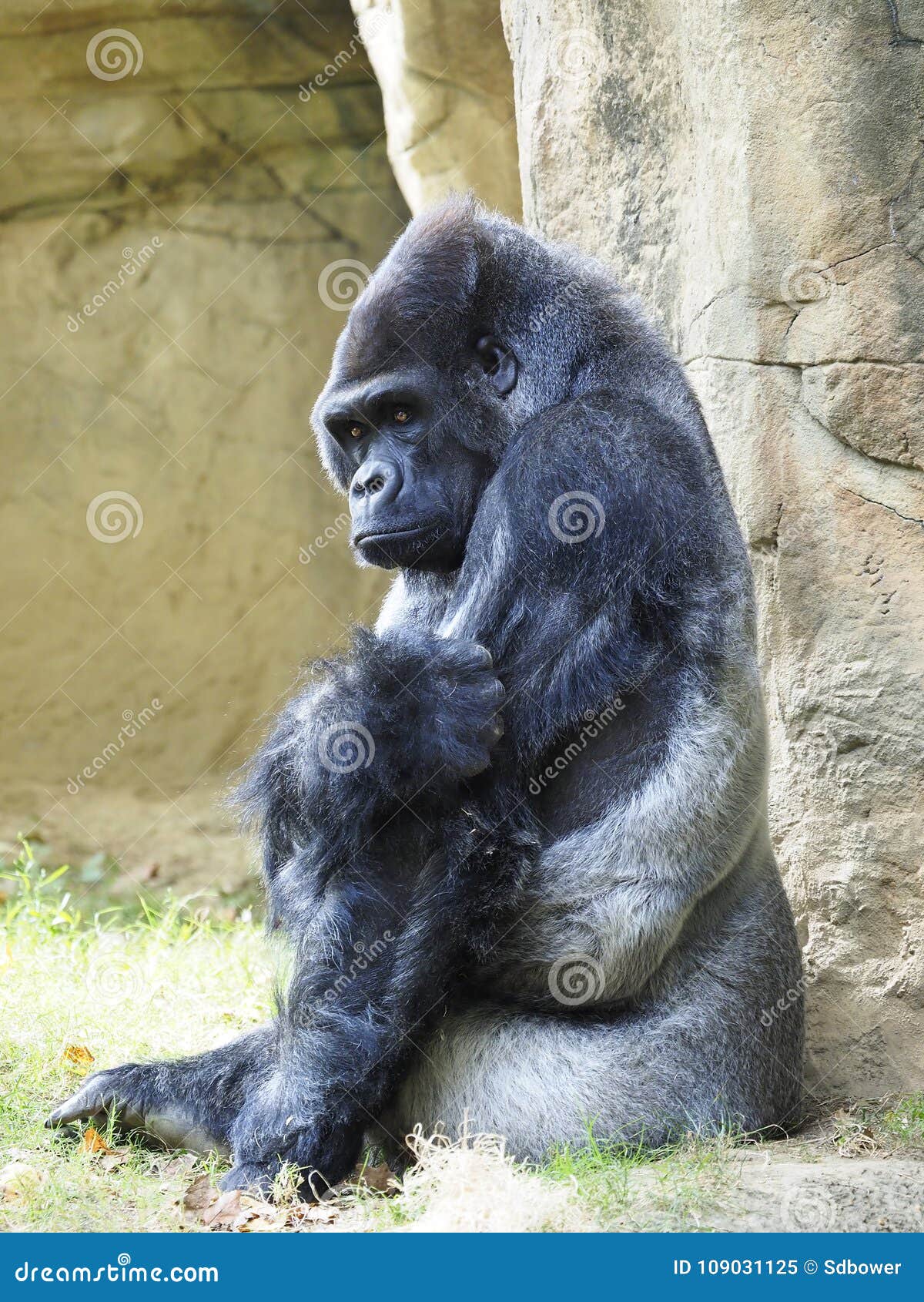 Portrait of a Male SilverBack Gorilla Sitting Stock Image - Image of africa, face: 109031125