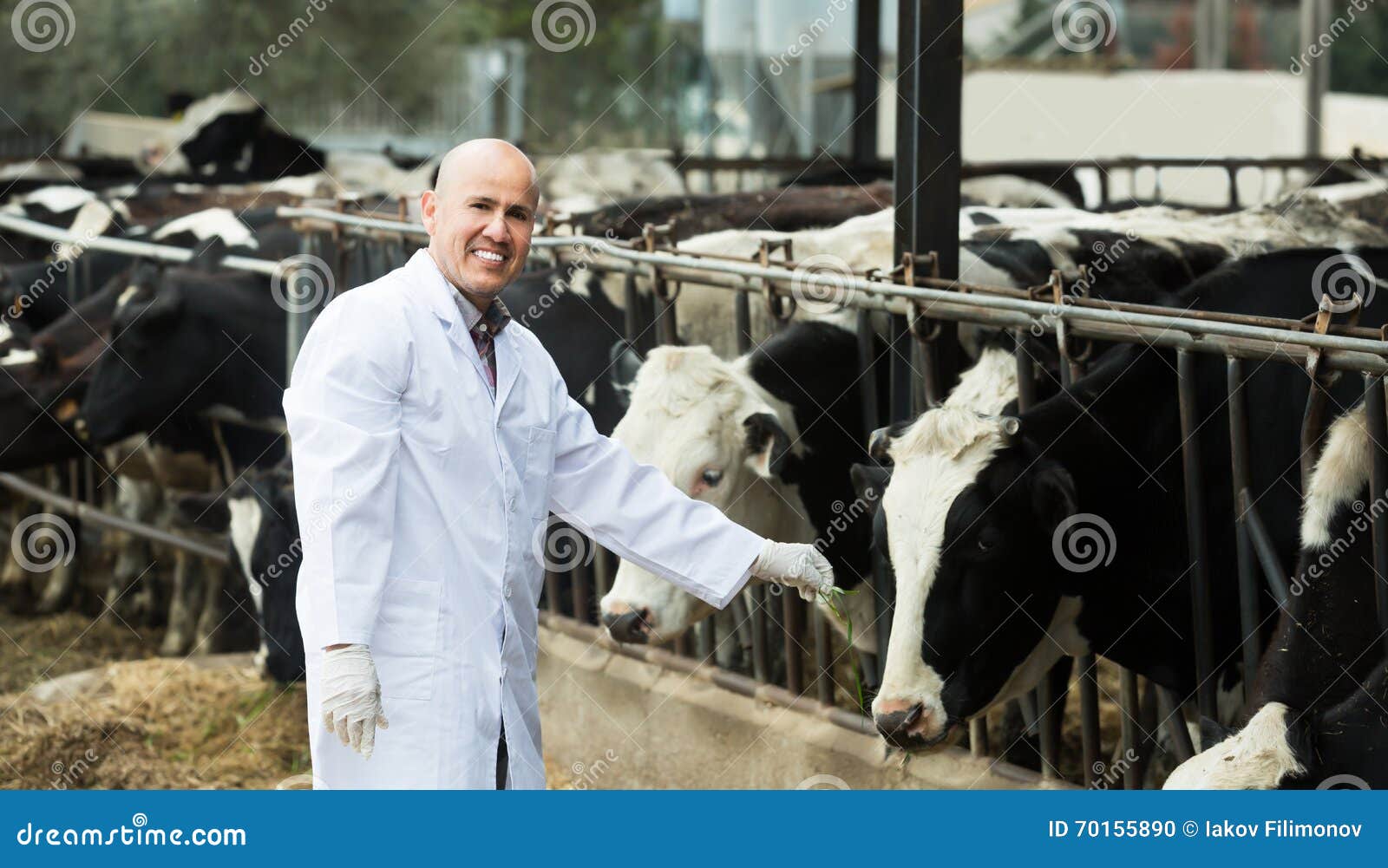 Portrait of Male Technician Caring Cows Stock Photo - Image of cowshed ...