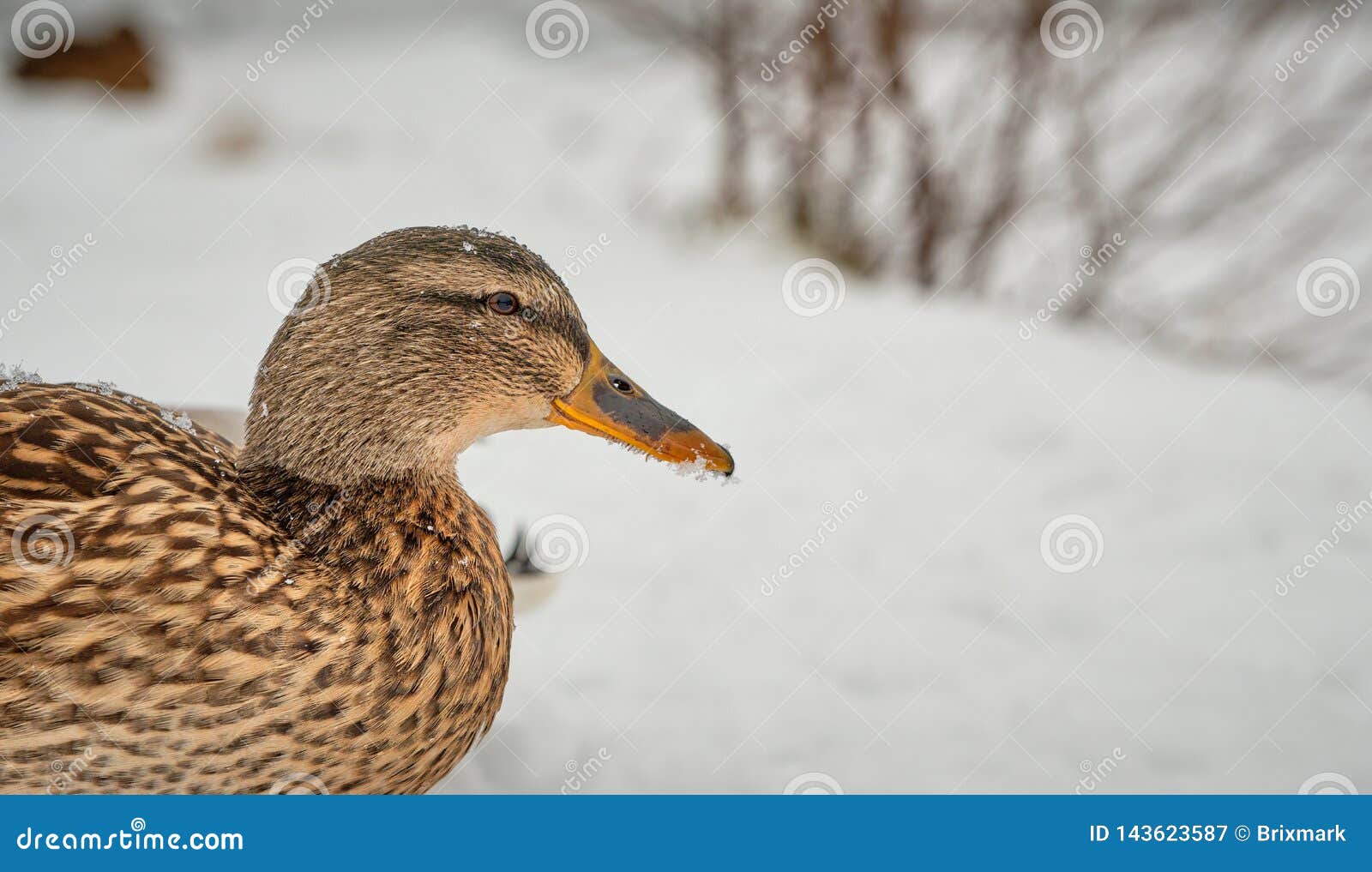 Portrait of a Mallard Duck I the Snow Stock Image - Image of animal ...