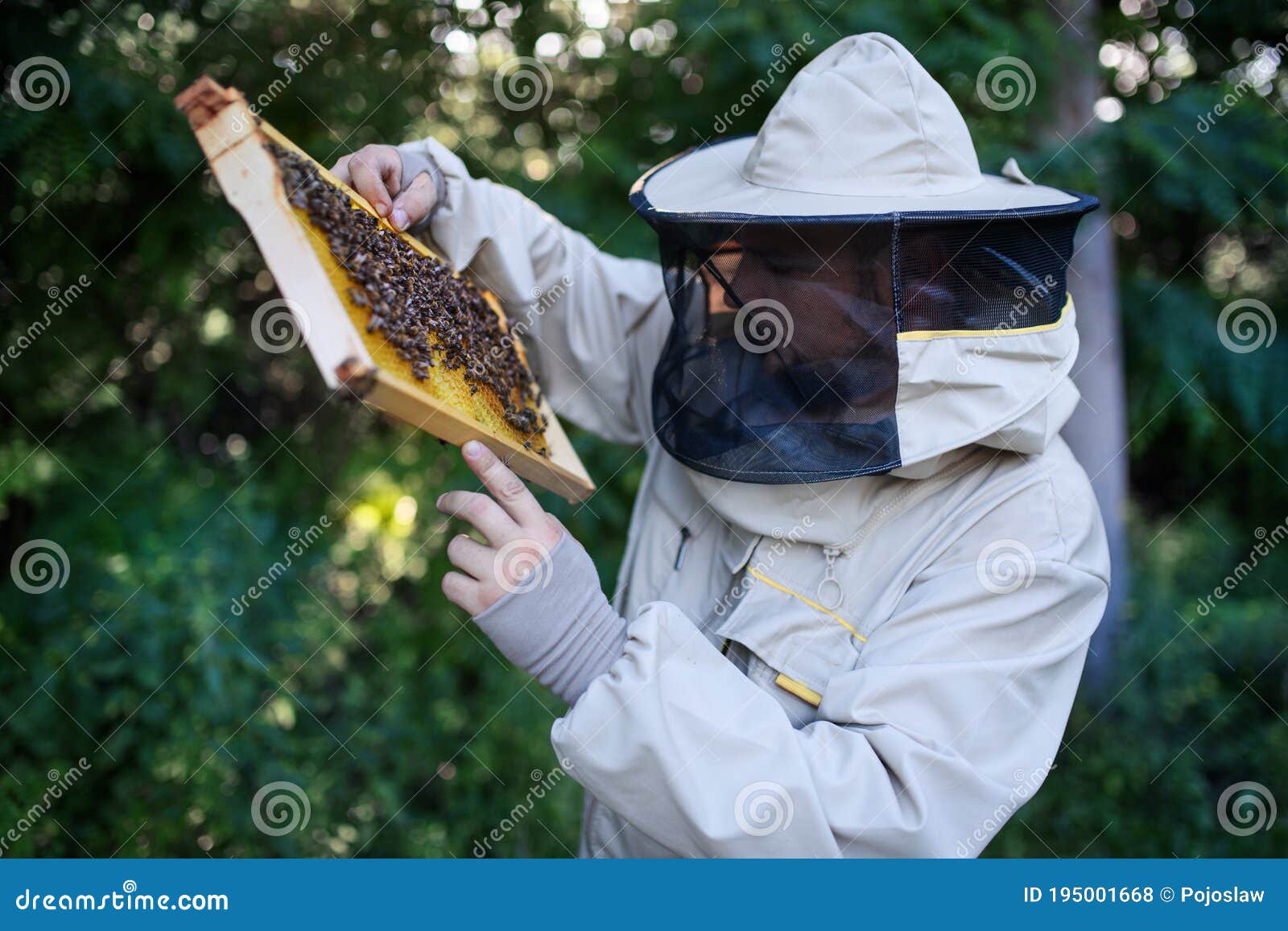 Portrait of Man Beekeeper Holding Honeycomb Frame Full of Bees in ...