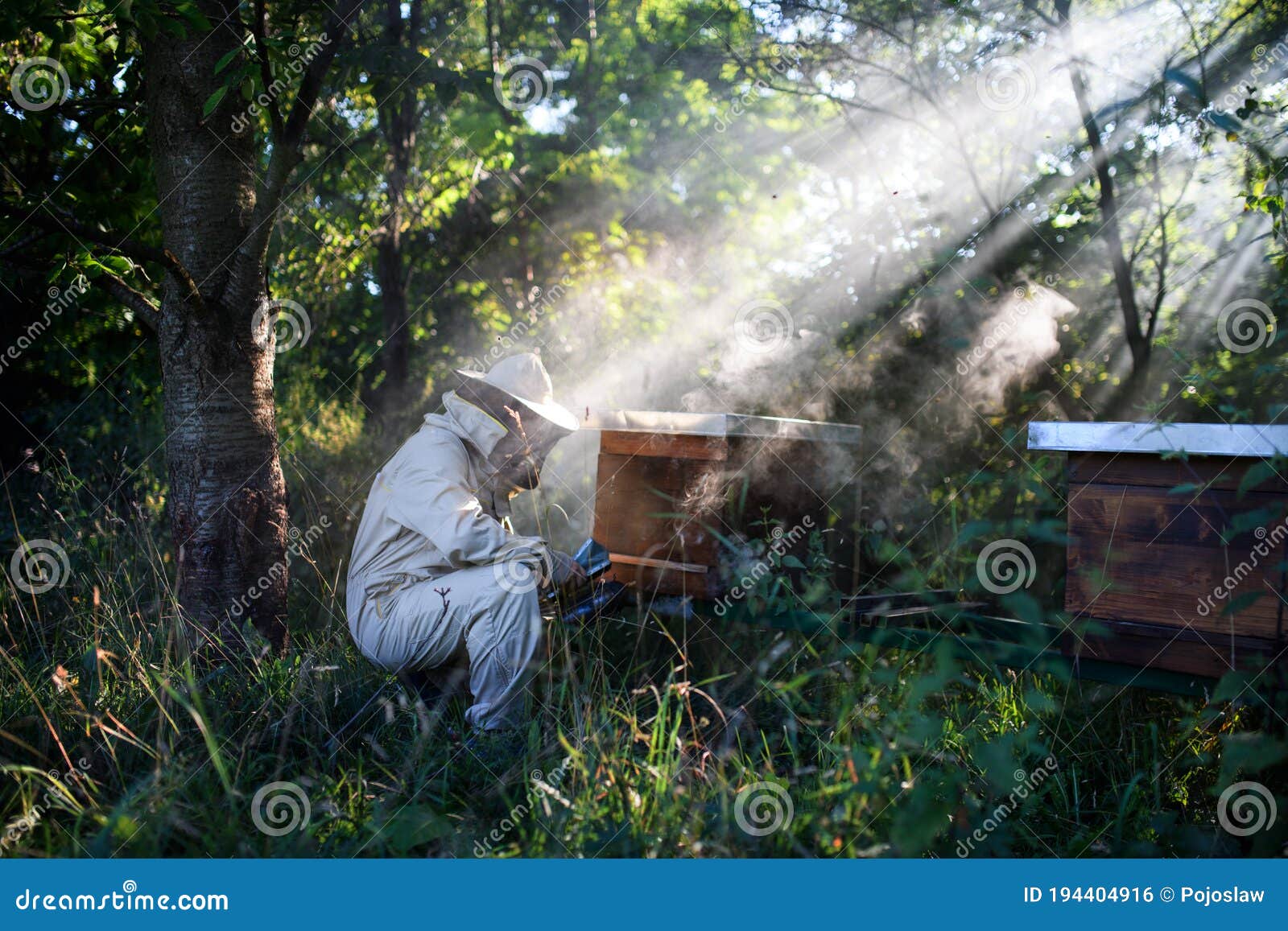 Portrait of Man Beekeeper Working in Apiary, Using Bee Smoker. Stock ...