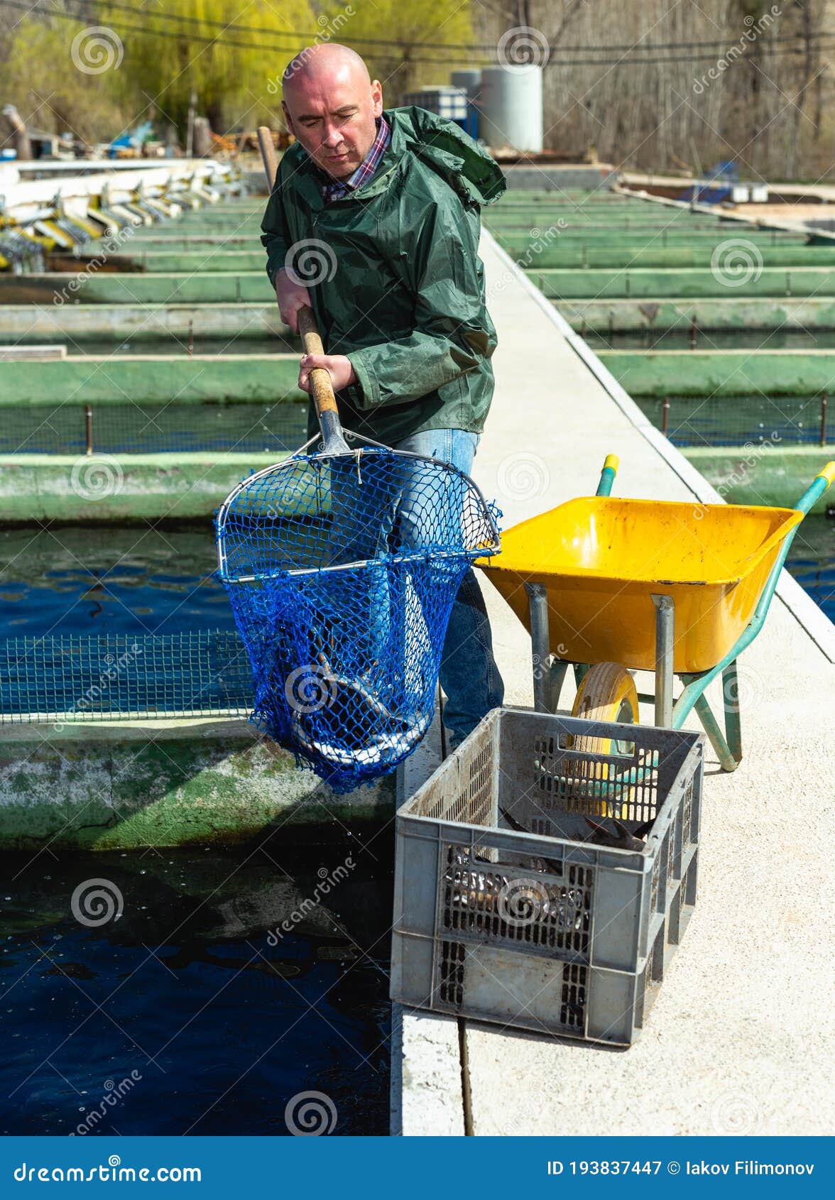 Portrait of Man Fish Farm Worker Stock Image - Image of breeding ...