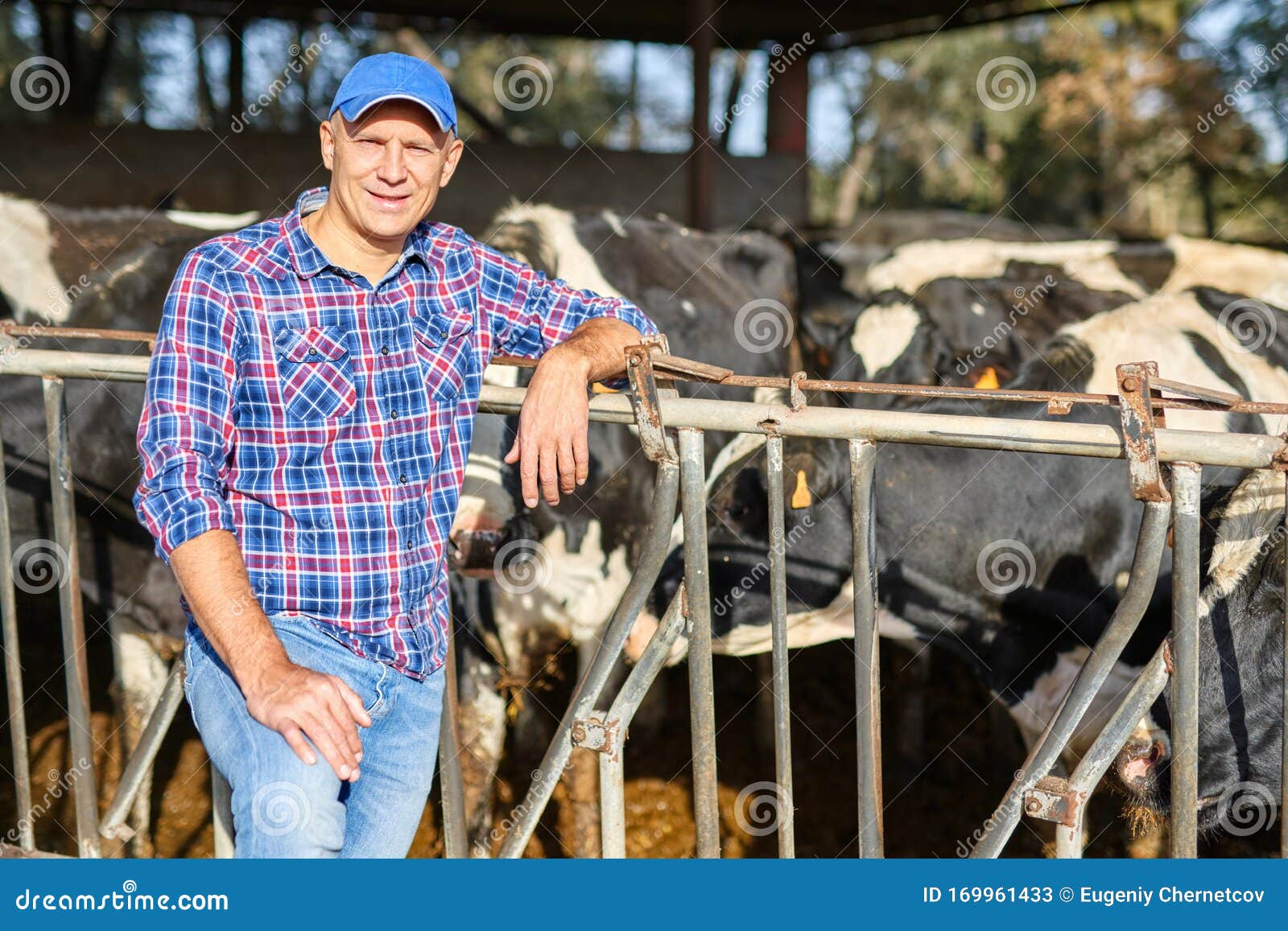 Portrait of a Man on Livestock Ranches. Stock Image - Image of cowshed ...