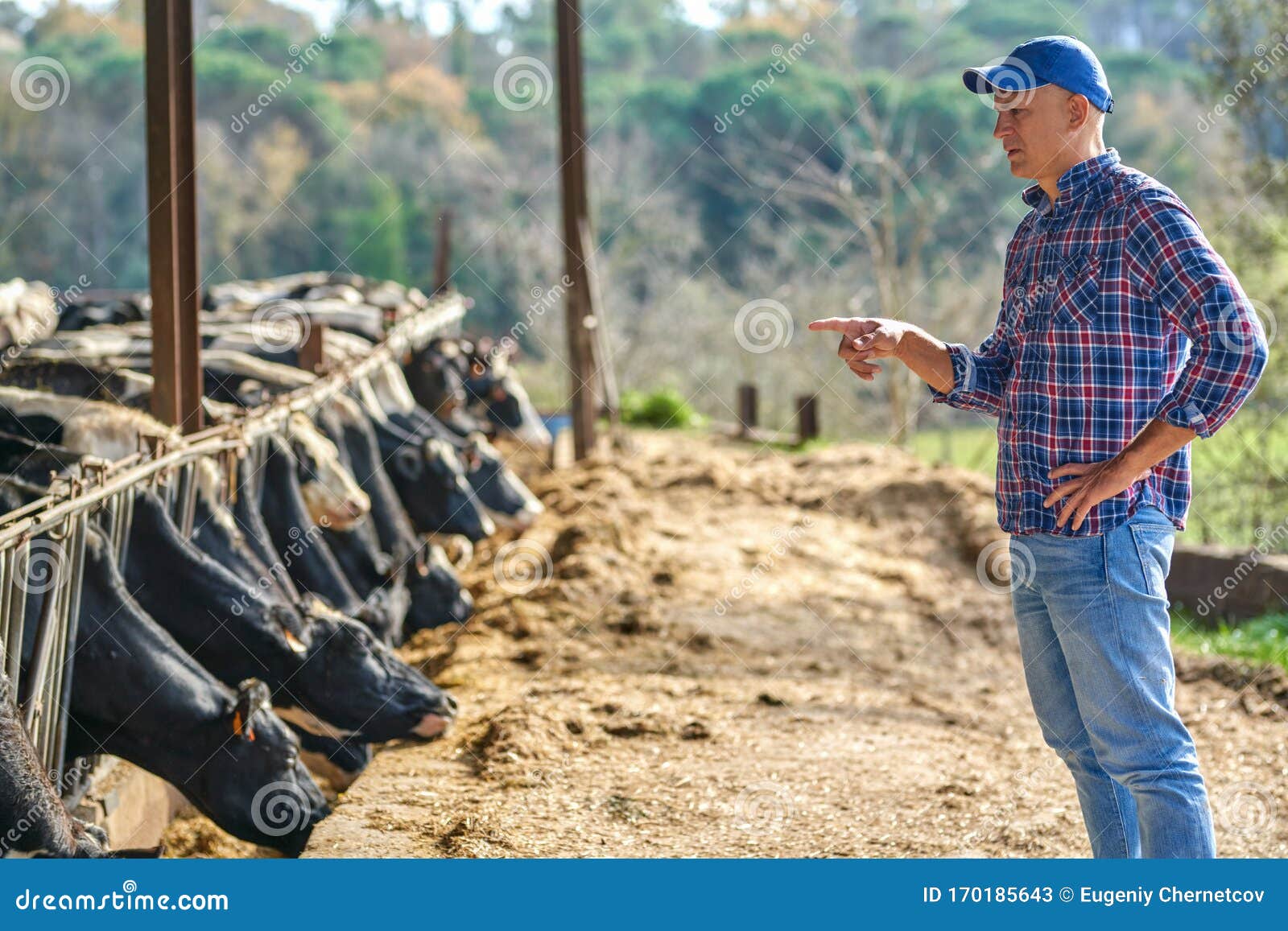 Portrait of a Man on Livestock Ranches. Stock Image - Image of ...