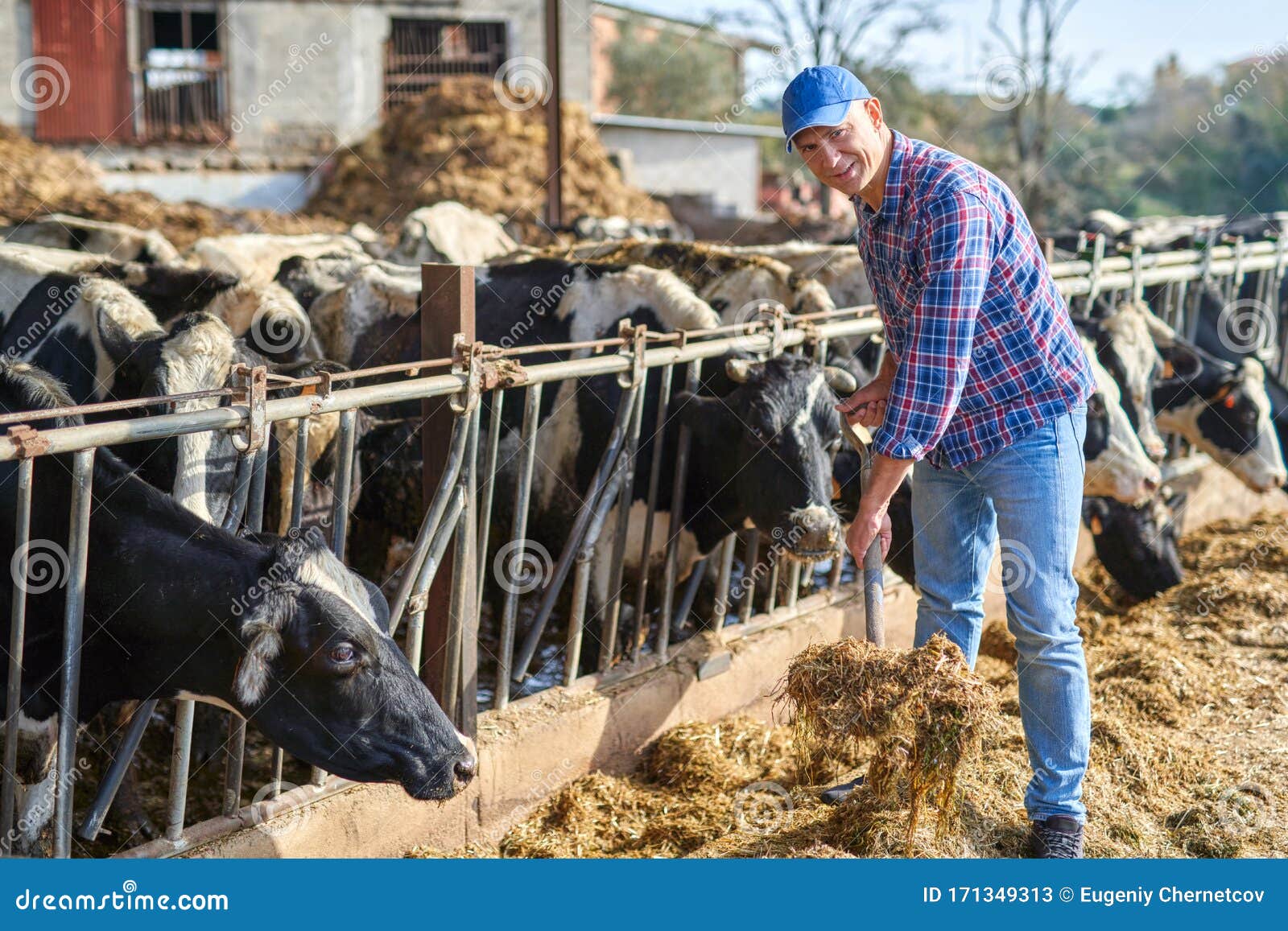 Portrait of a Man on Livestock Ranches. Stock Image - Image of farm ...