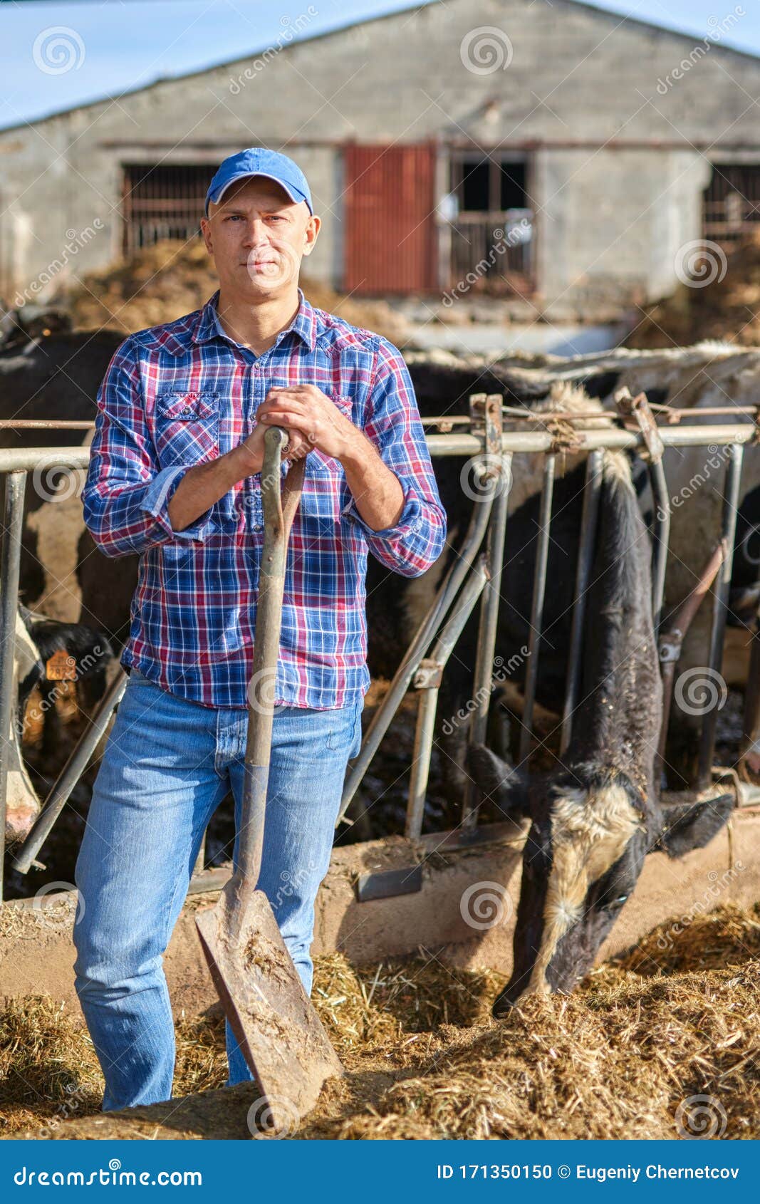 Portrait of a Man on Livestock Ranches. Stock Photo - Image of cowherd ...