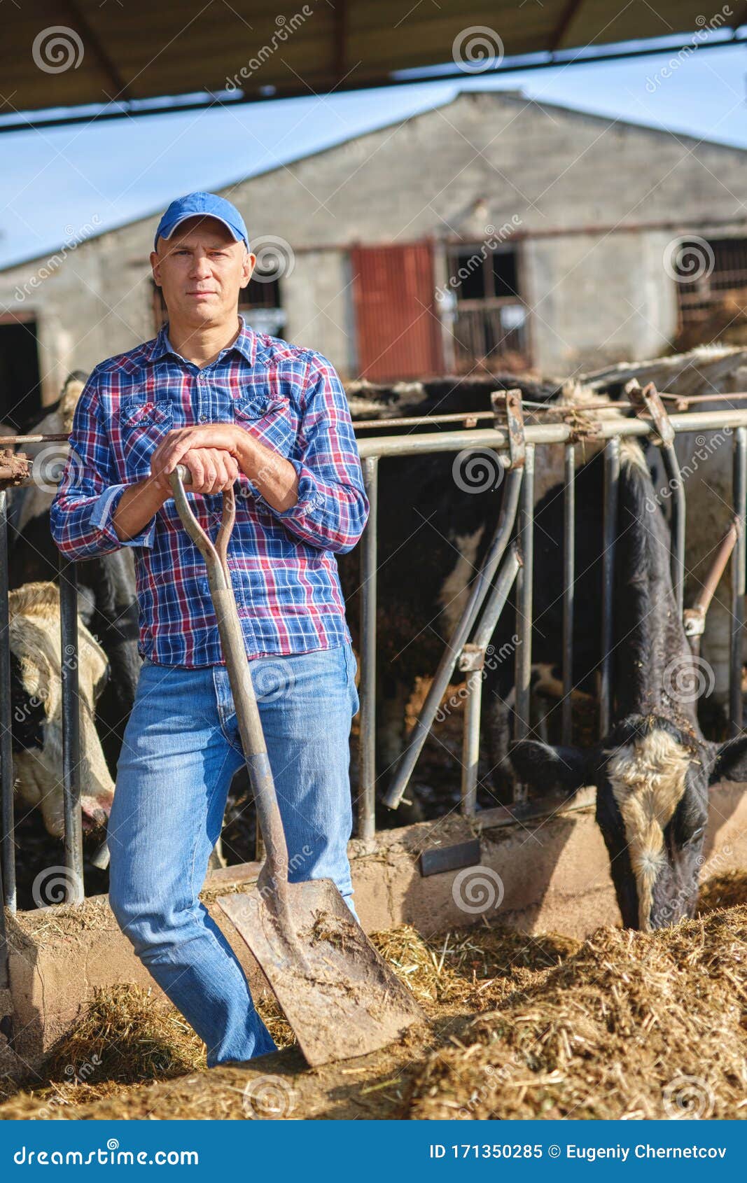 Portrait of a Man on Livestock Ranches. Stock Image - Image of meat ...