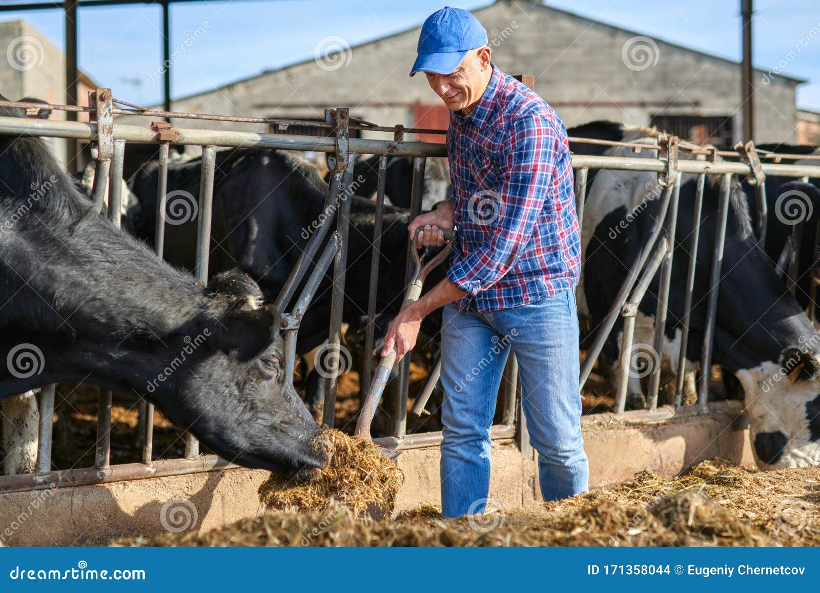 Portrait of a Man on Livestock Ranches. Stock Photo - Image of animals ...
