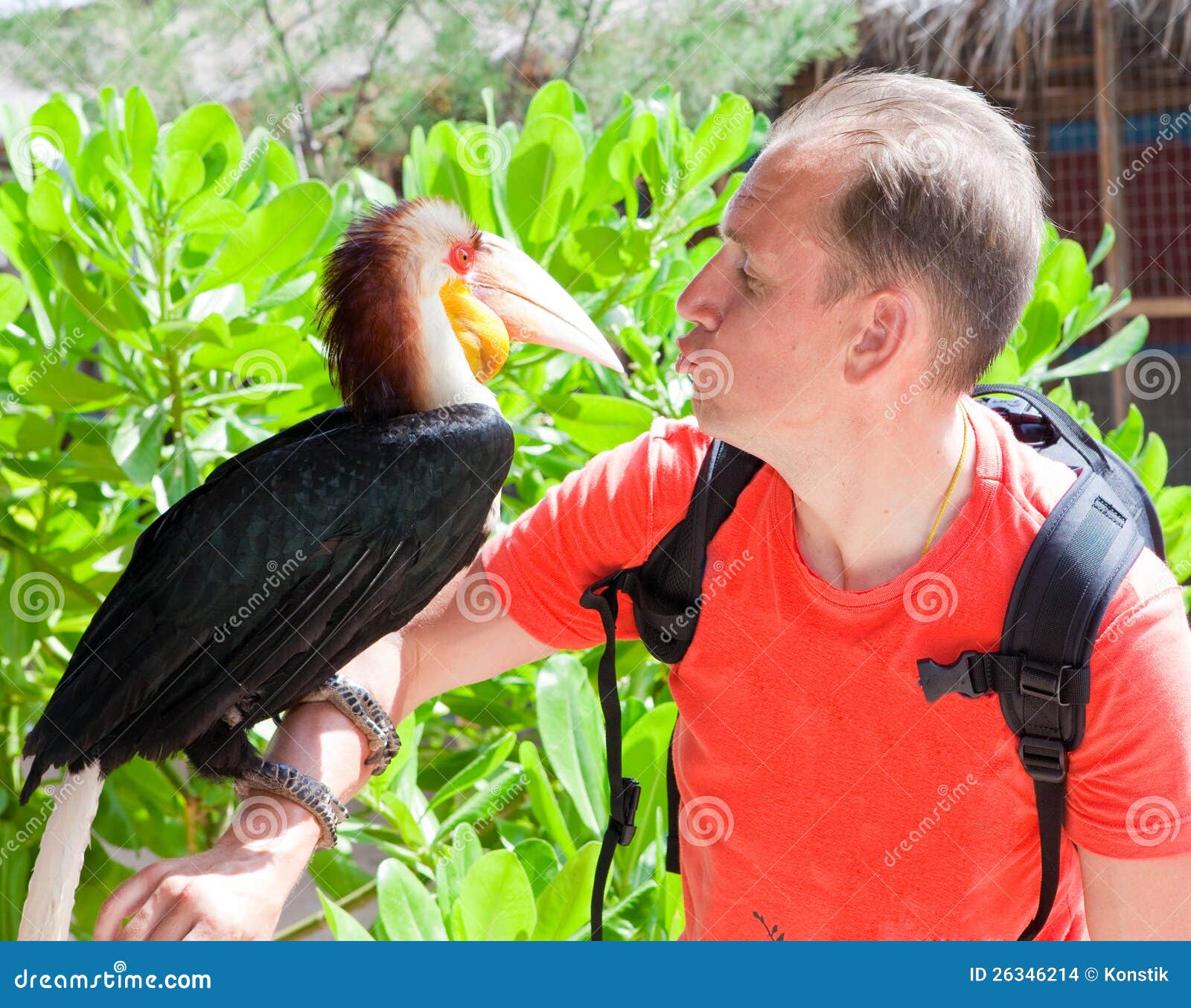 Portrait of the Man with a Toucan Stock Photo - Image of leafs, nature ...