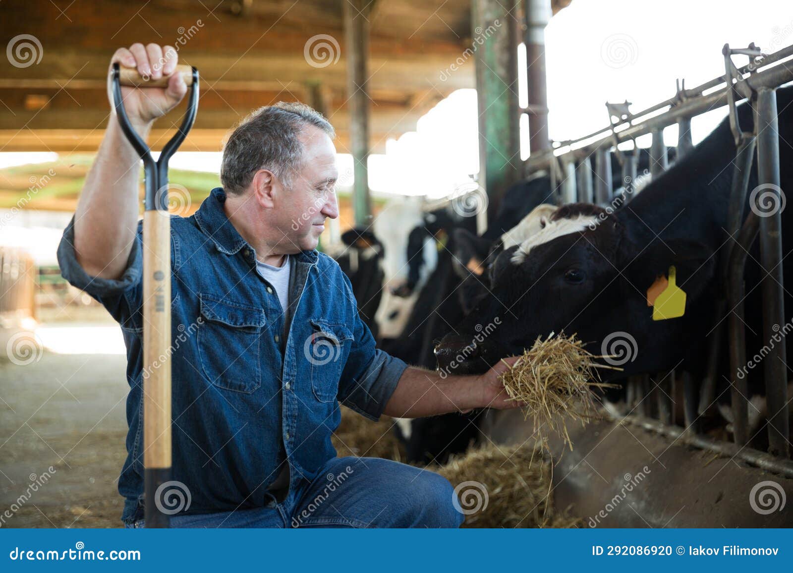 Portrait of Man Who is Feeding Cows Stock Photo - Image of organic ...