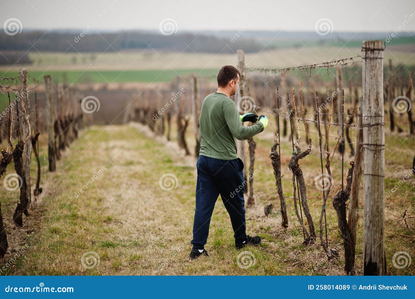 Portrait of Man Working on Vineyard Stock Image - Image of winemaker ...