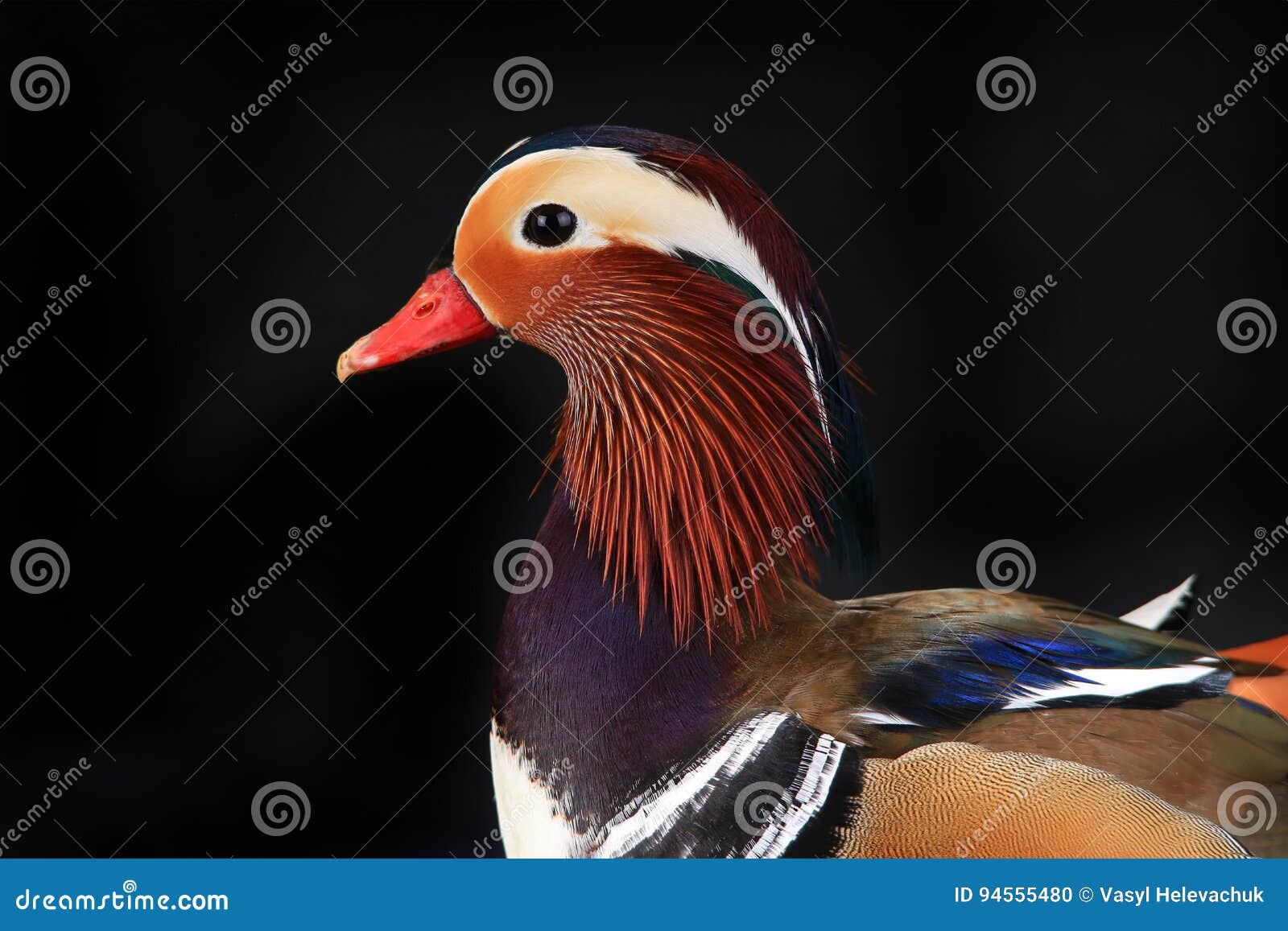 Portrait mandarin duck stock photo. Image of decoration - 94555480