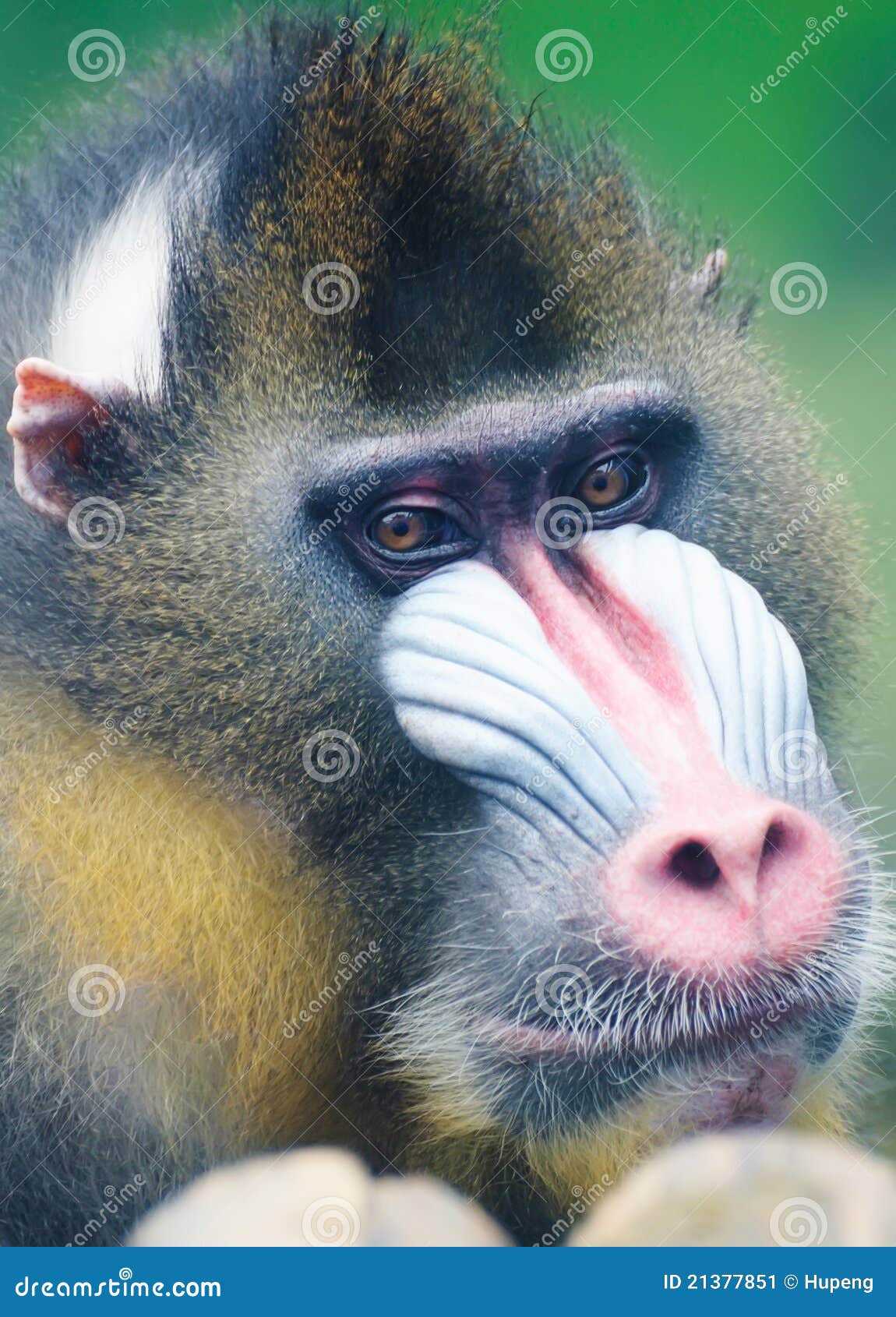 Portrait of mandrill stock image. Image of face, primate - 21377851
