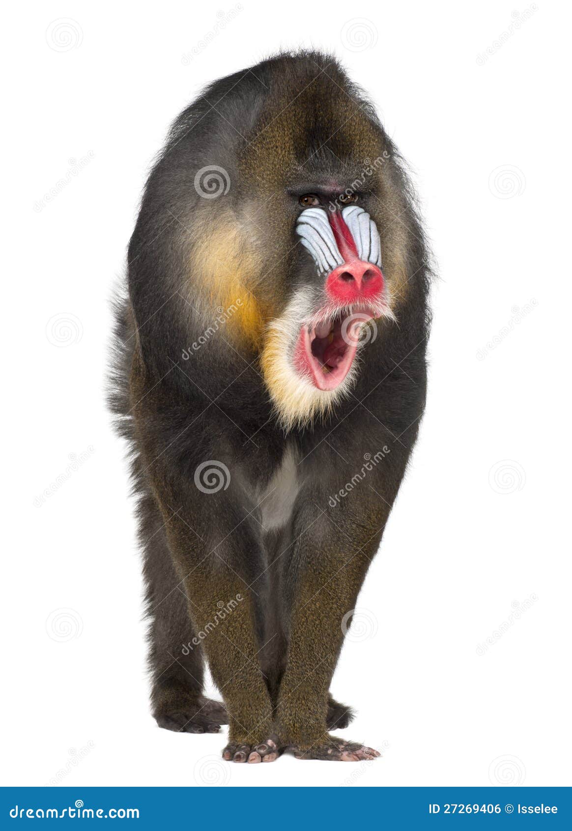 Portrait of Mandrill, Mandrillus Sphinx Stock Photo - Image of ...