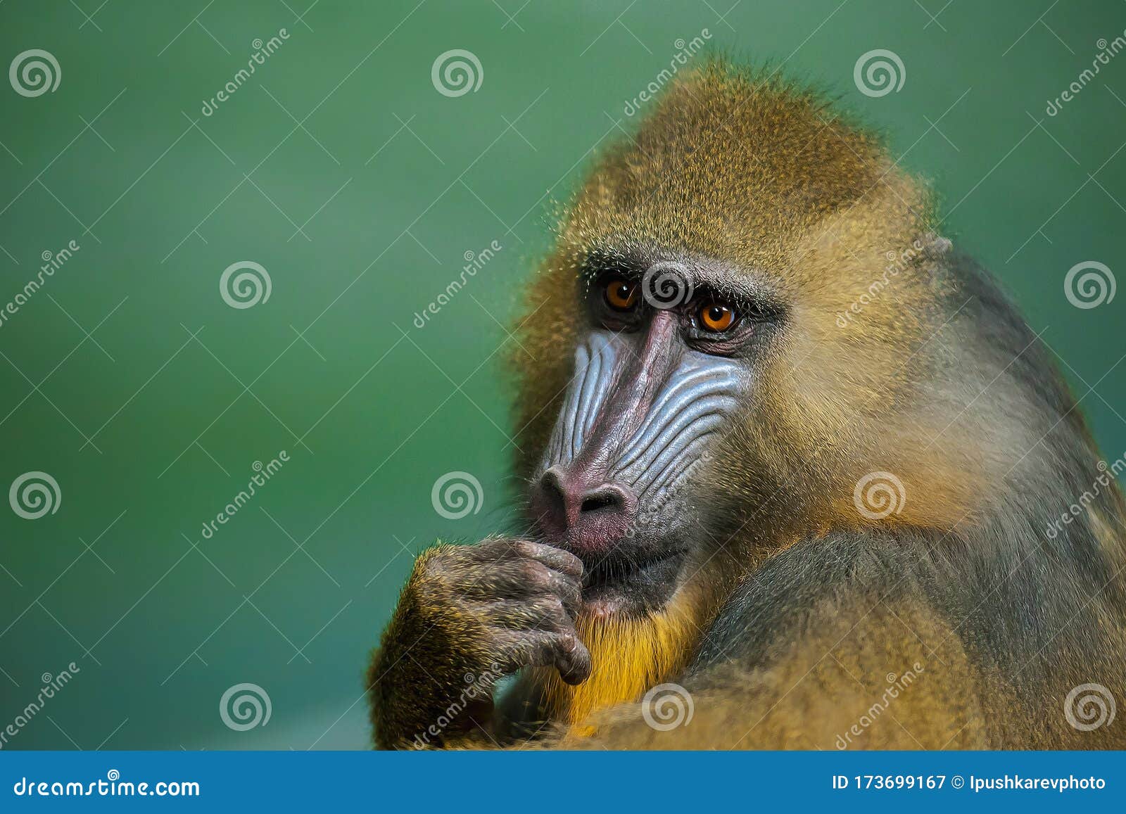Portrait of Mandrill, Mandrillus Sphinx, Primate of the Old World ...