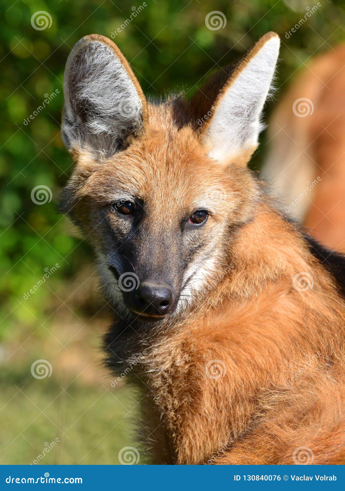 Portrait of a Maned wolf stock photo. Image of predator - 130840076