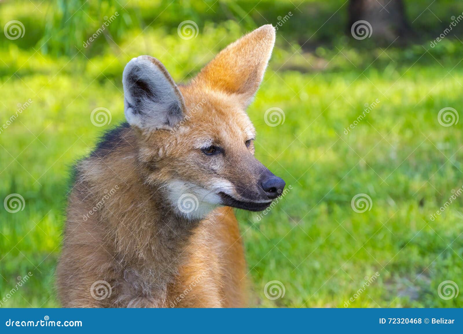 Portrait of a Maned Wolf stock photo. Image of predator - 72320468