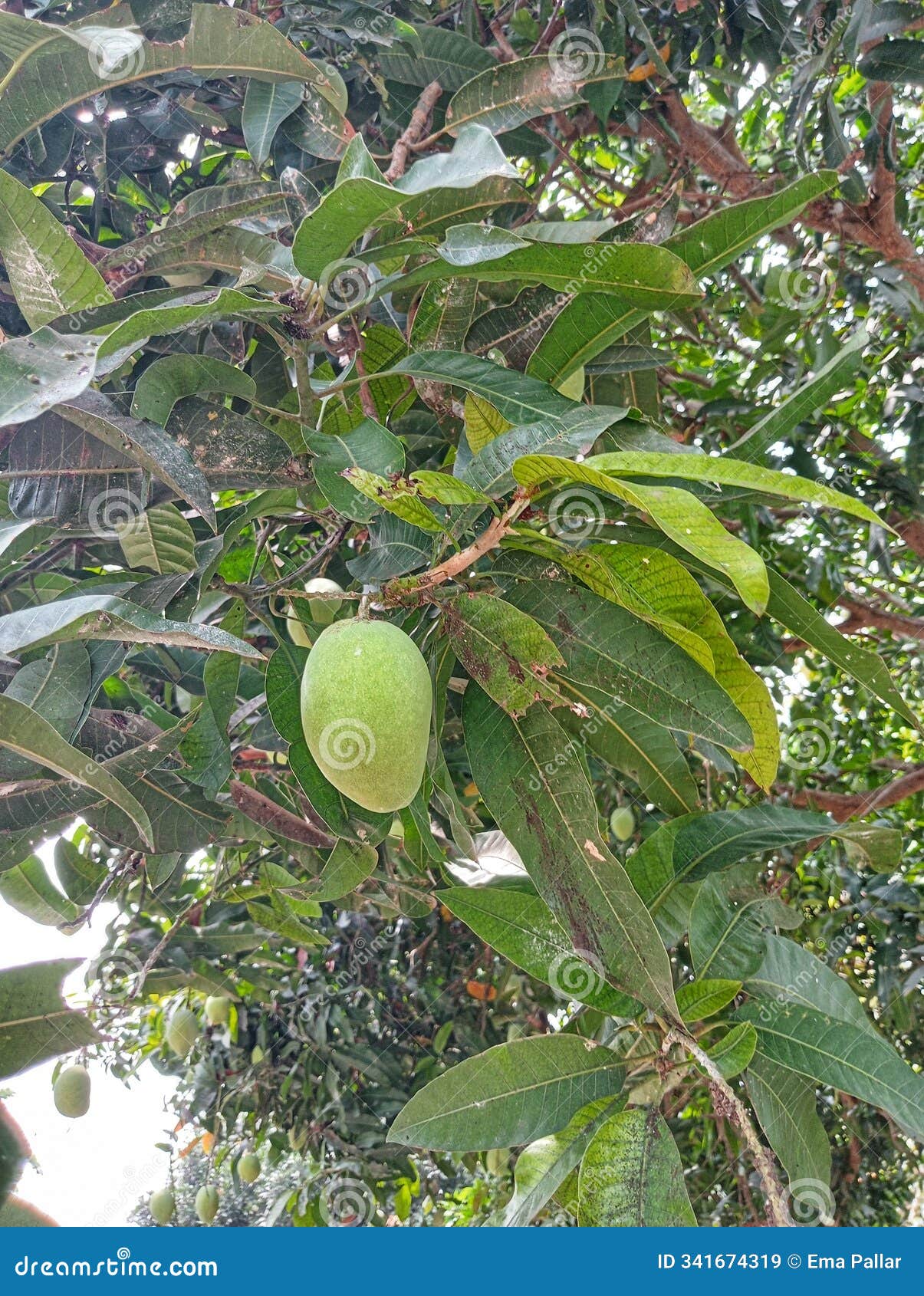 Portrait of Mango Fruit on the Tree Stock Image - Image of ingredient ...