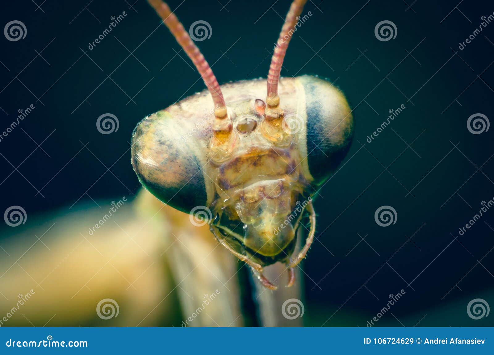 Portrait of a Mantis Closeup Stock Image - Image of insect, camera ...