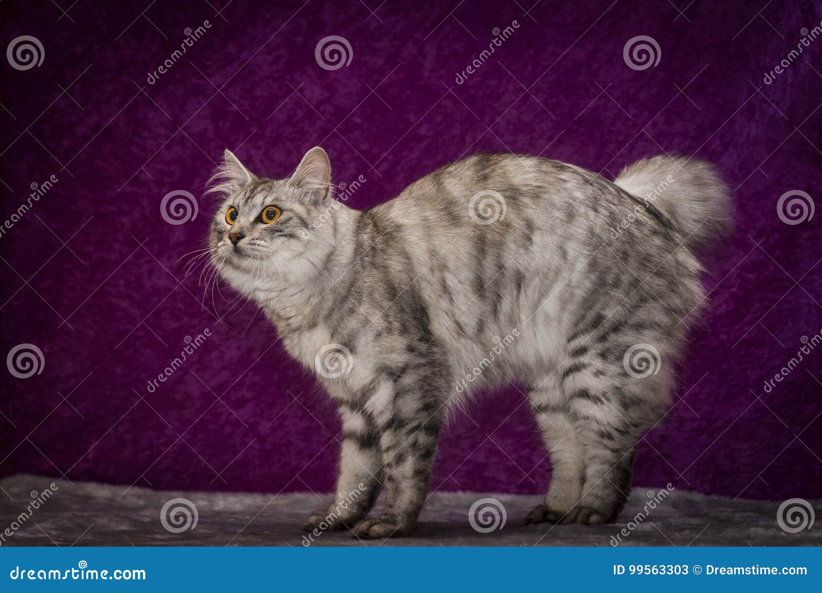 Manx cat stock image. Image of inocence, animal, breed - 99563303