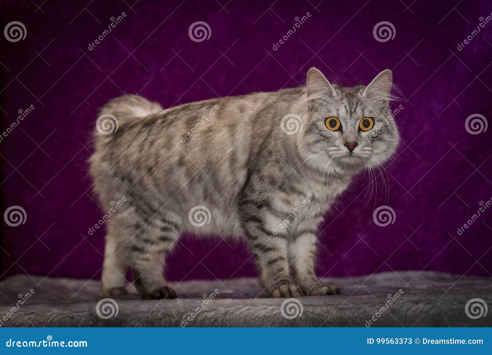 Manx cat stock image. Image of animal, eyes, portrait - 99563373
