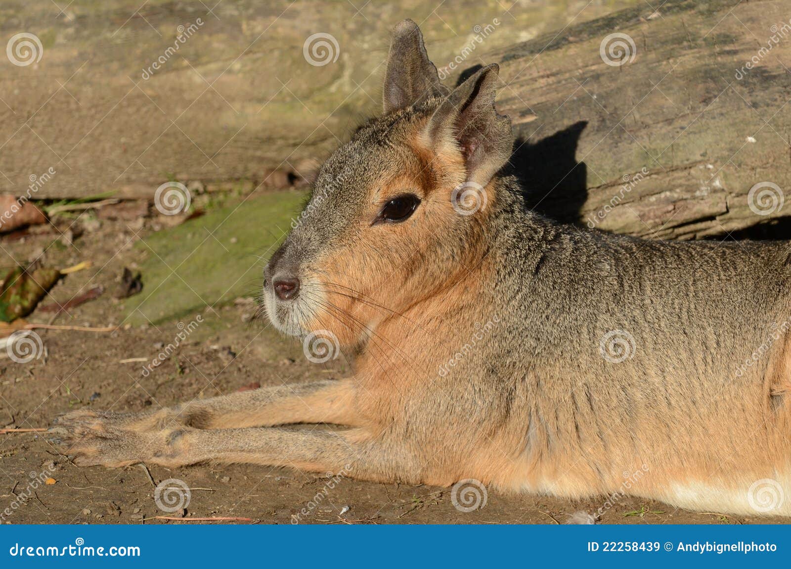 Portrait of a Mara (Dolichotis) Stock Image - Image of patagonia, south ...