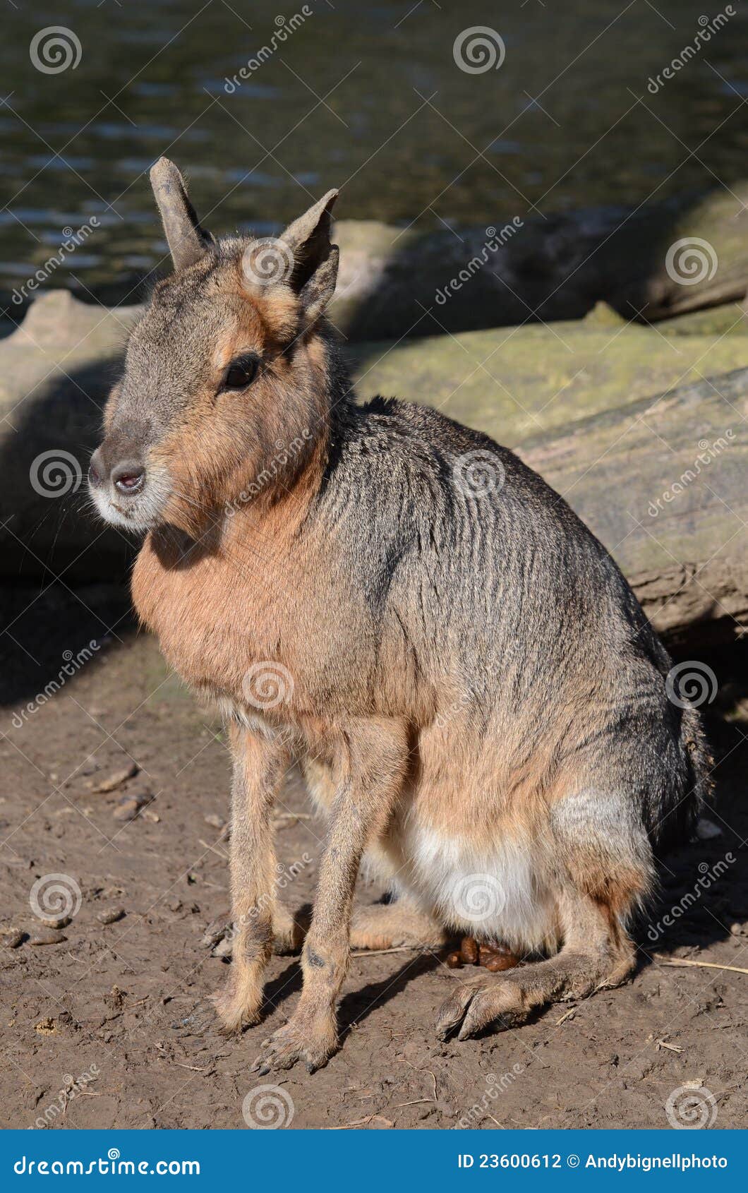 Portrait of a Mara (Dolichotis) Stock Photo - Image of american ...