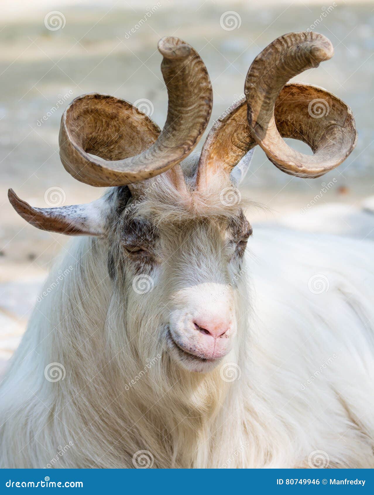 Portrait of a markhor goat stock photo. Image of portrait - 80749946