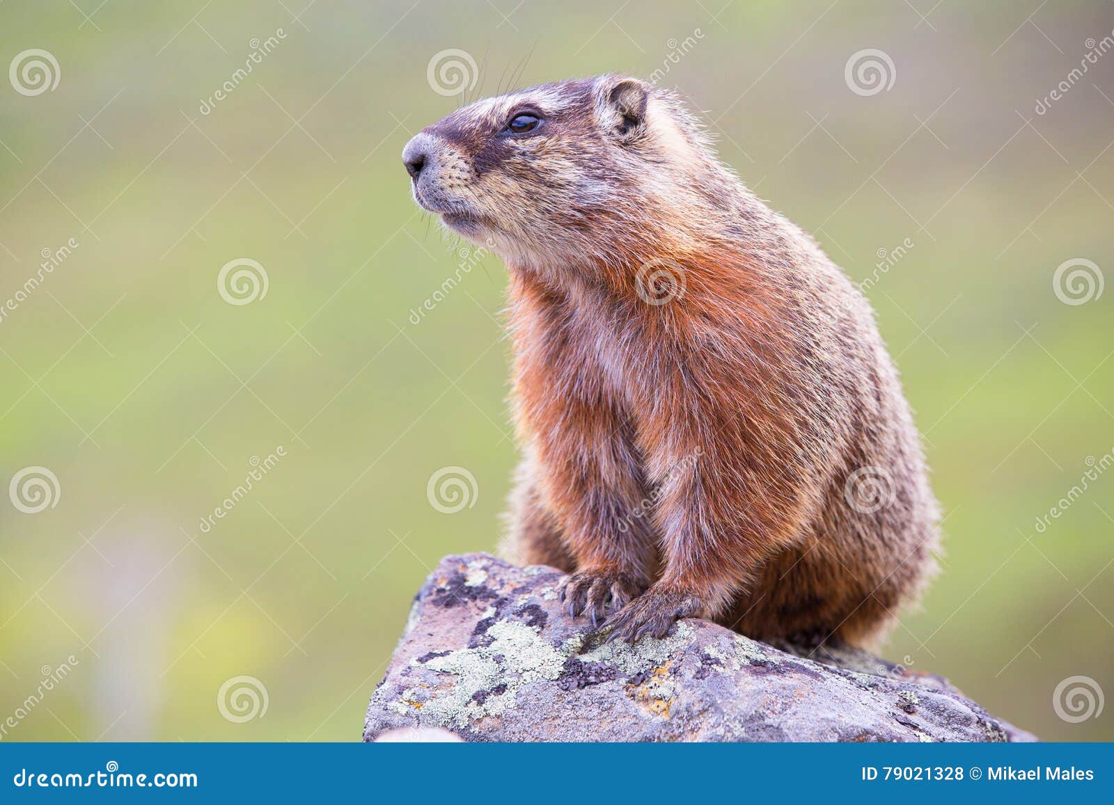 Portrait of a marmot stock photo. Image of portrait, squirrels - 79021328