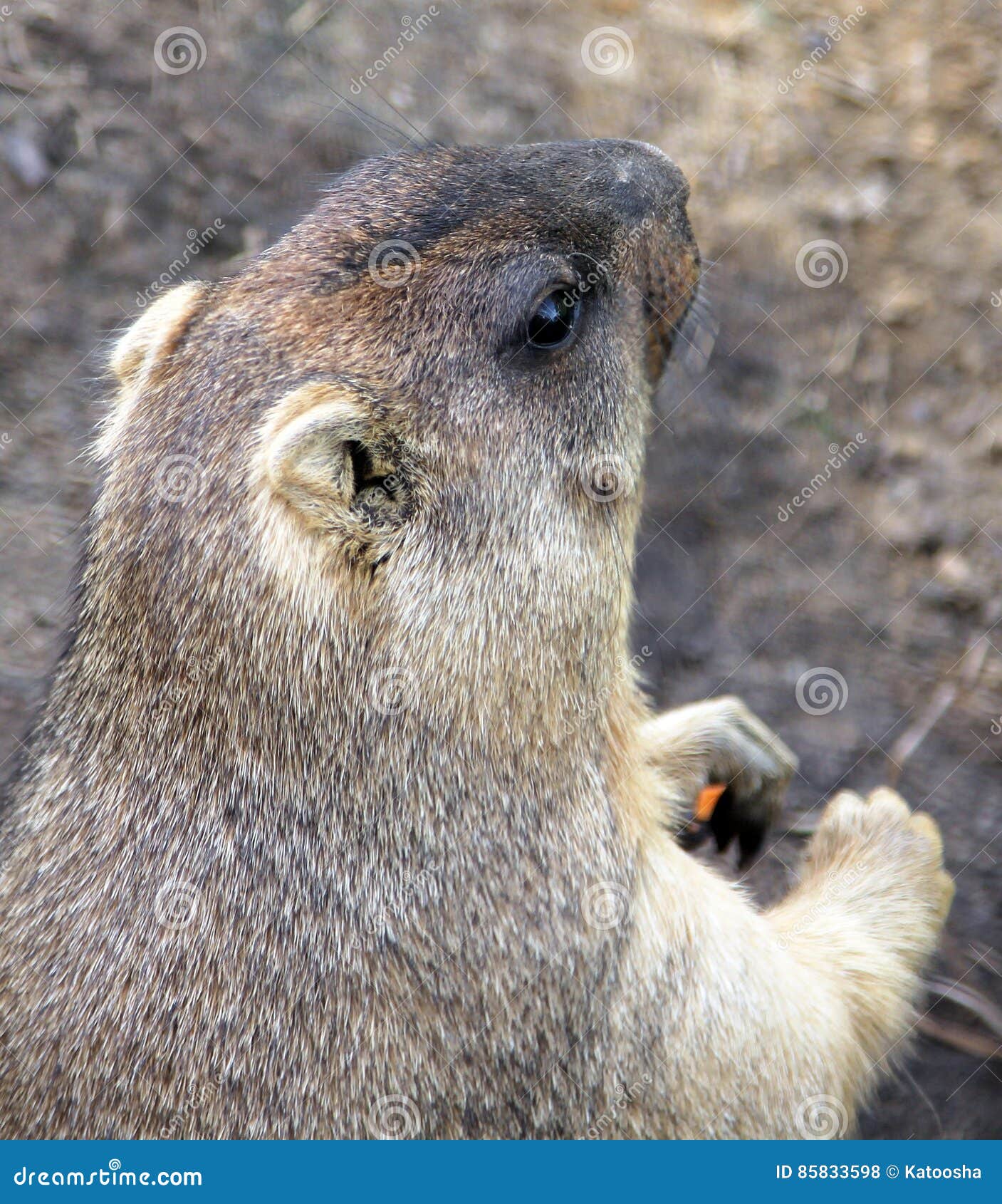 Portrait of marmot stock photo. Image of park, marmota - 85833598
