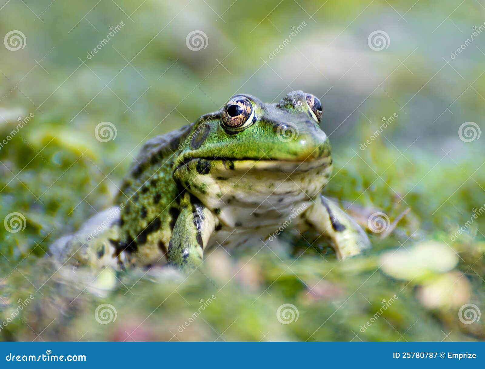 Portrait of Marsh Green Frog Sitting in the Water Stock Image - Image ...