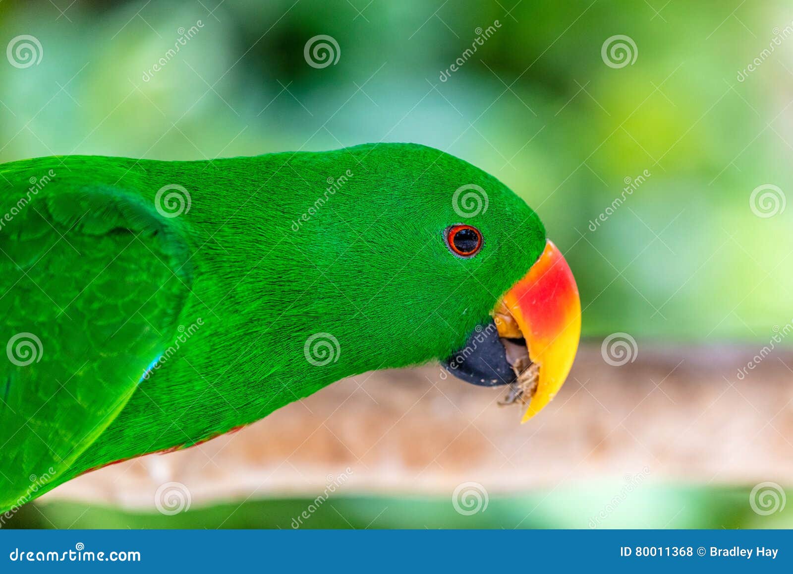 Portrait Masculin De Perroquet D'Eclectus Photo stock - Image du asie ...