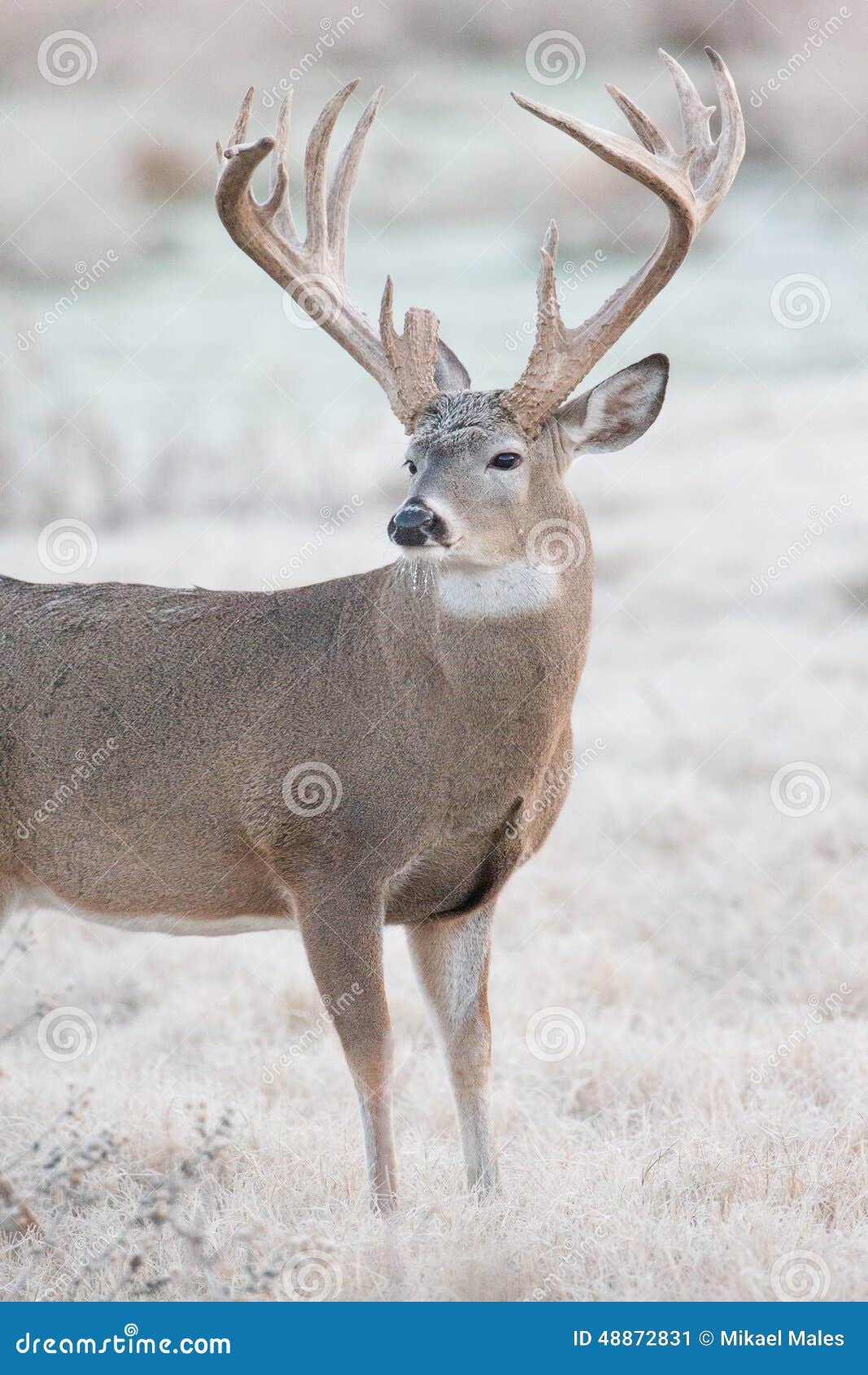 Portrait of Massive Whitetail Buck Stock Image - Image of lifetime ...